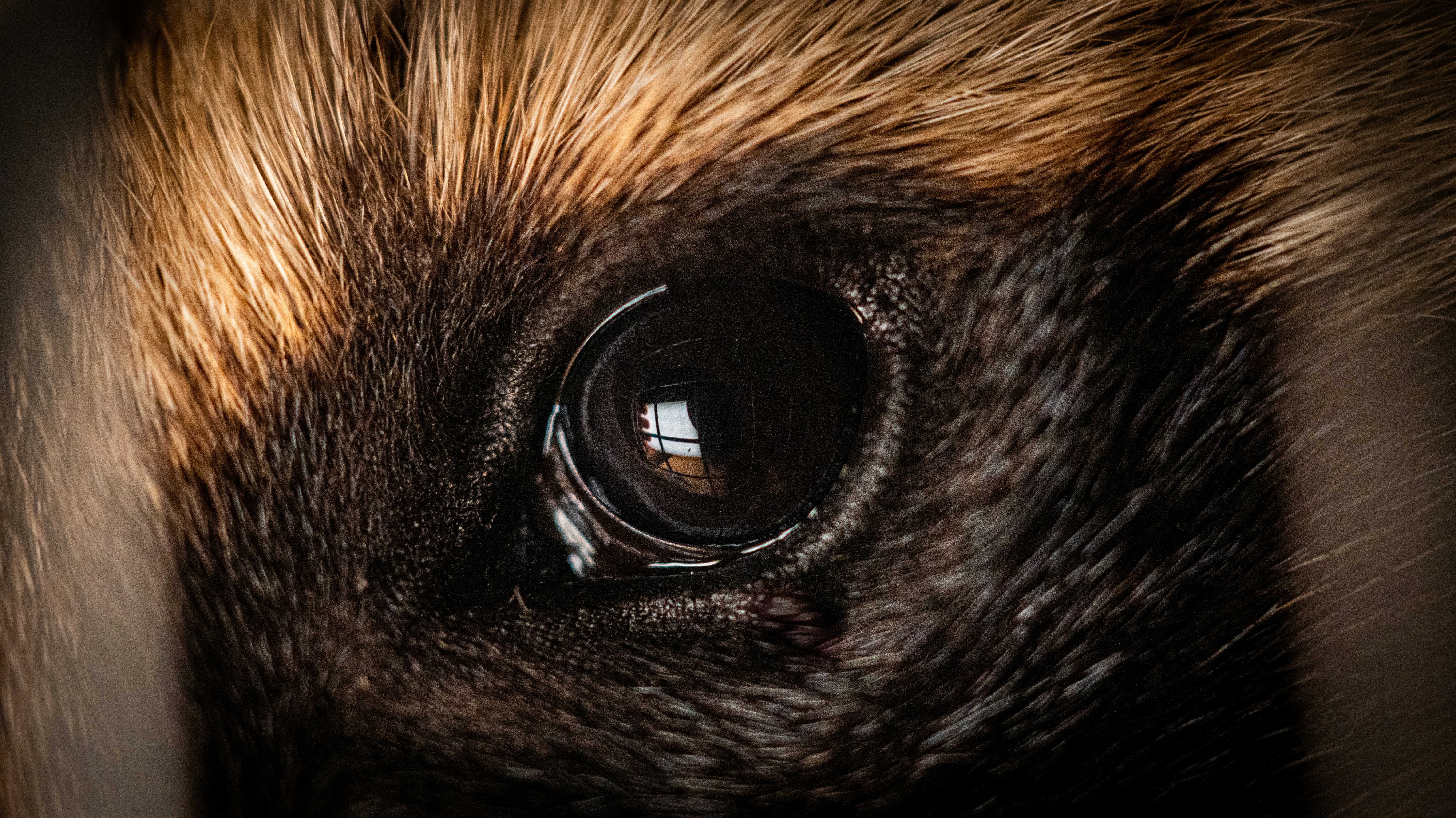 Close-up of a dark eye with textured fur around it, captured at a shallow angle to emphasize the gaze and surrounding fur texture. This is a detailed, naturalistic portrait.