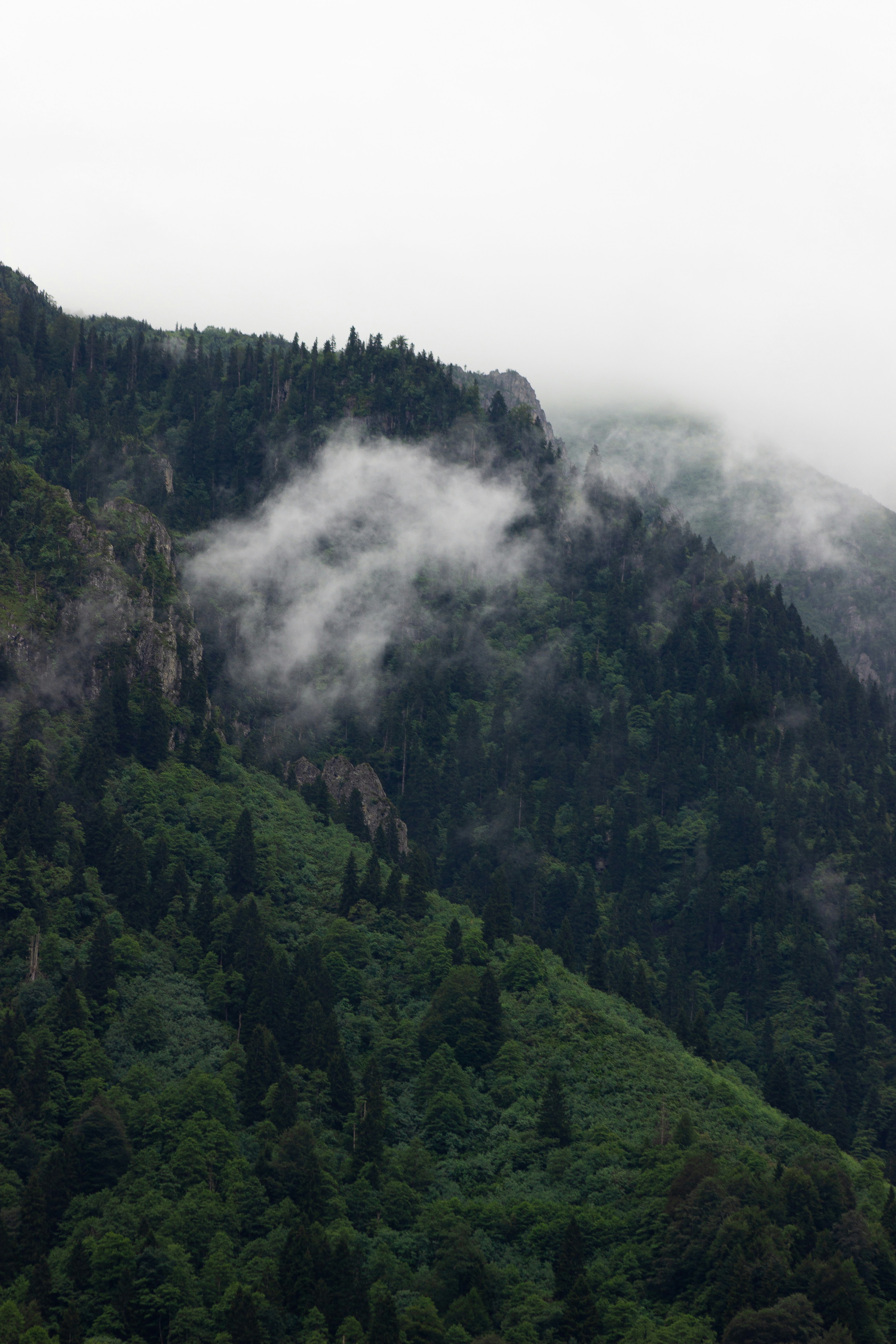 Misty Ridge: Forested Crown Beneath Low Clouds