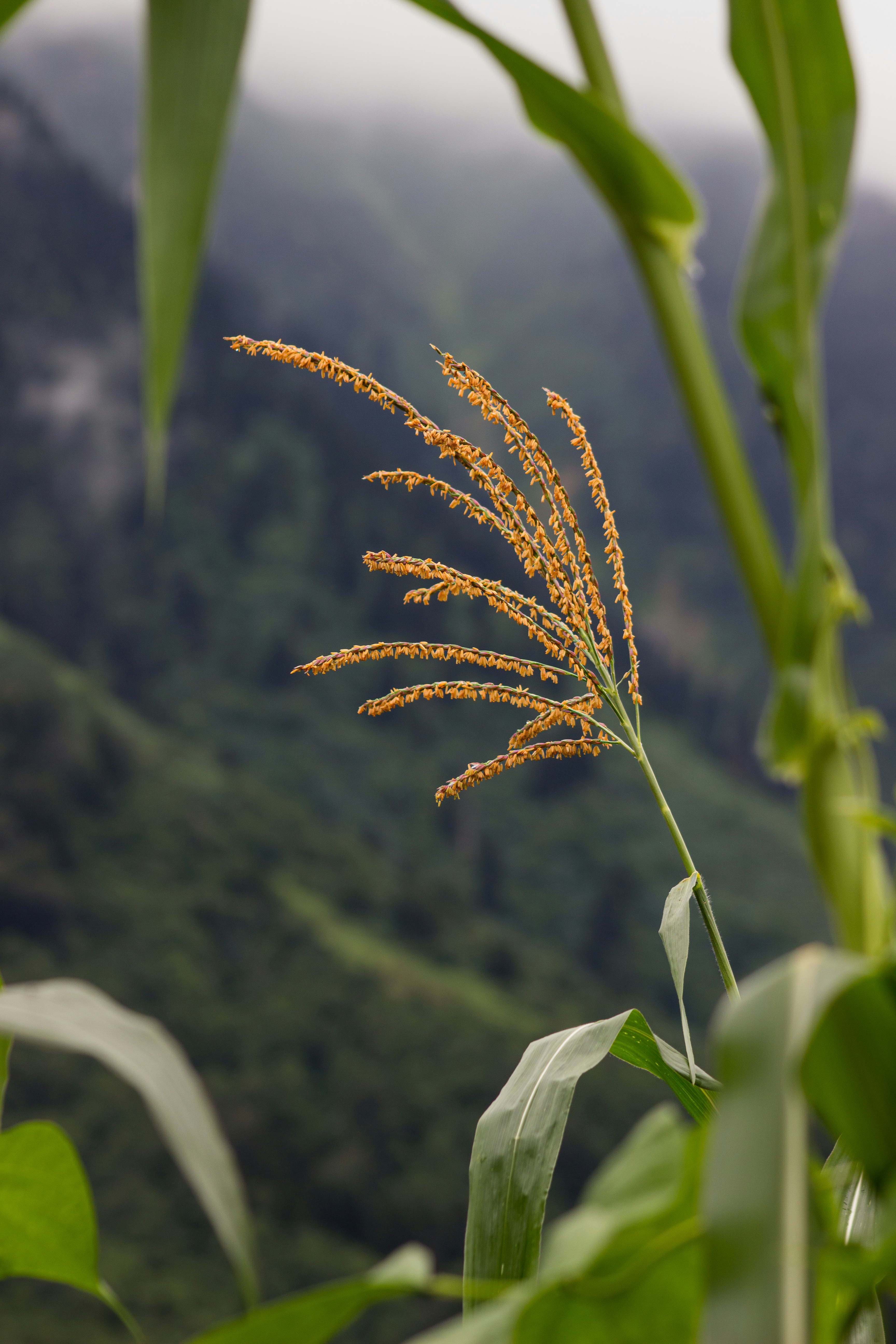 Golden Grass Plume Against a Misty Valley