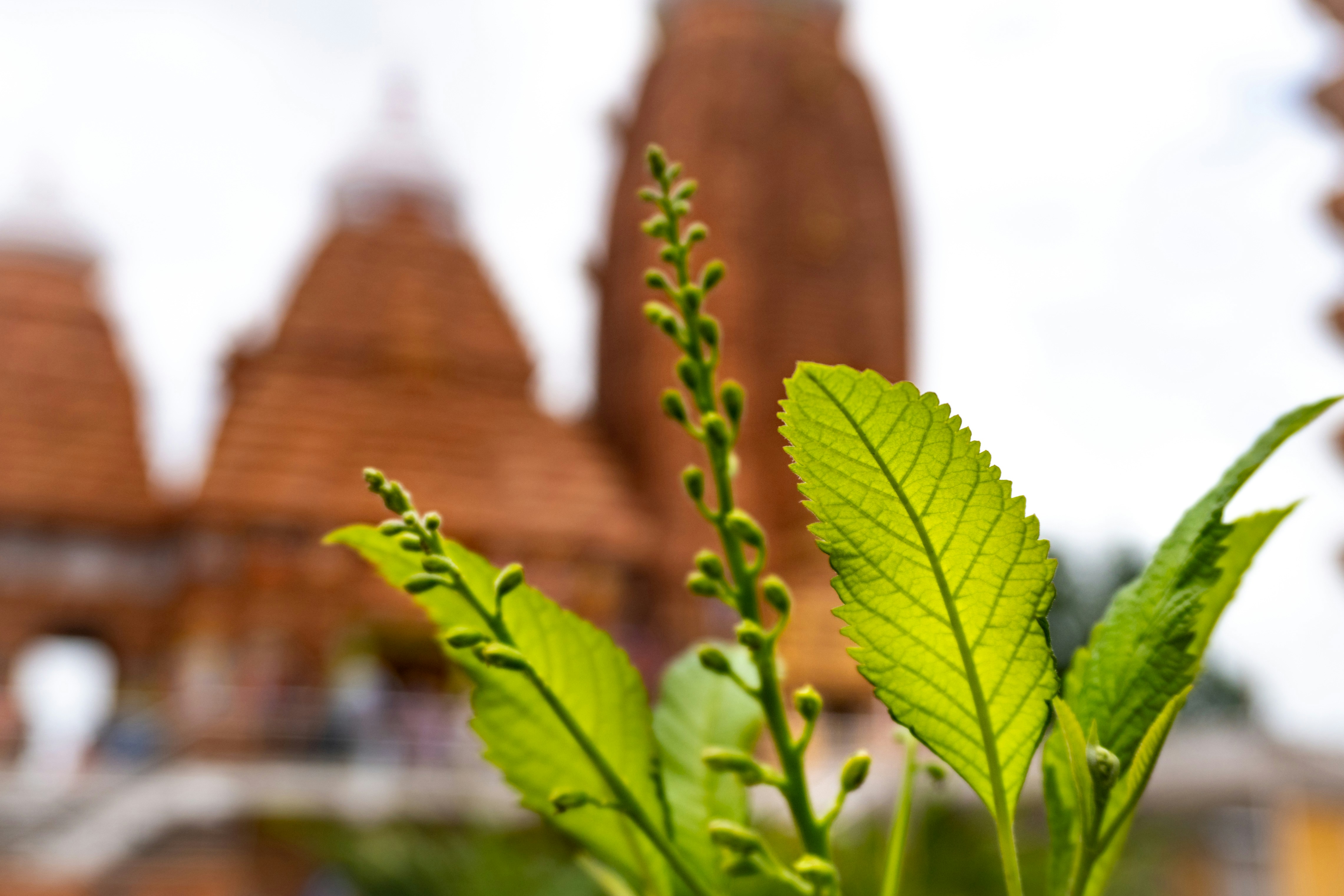 Emerging Green: Tender Leaves in Focus before Ancient Spires