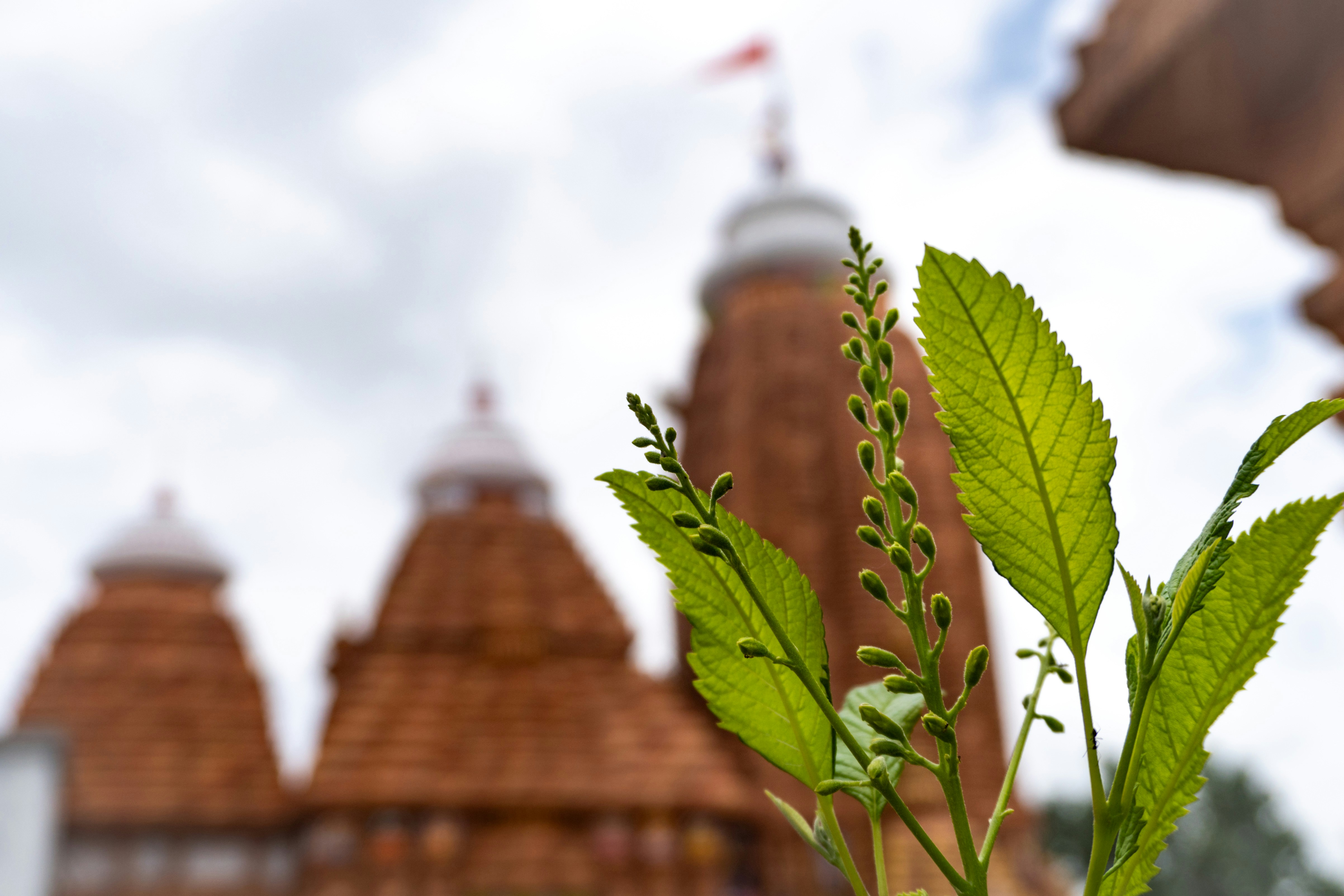 Vibrant Green in Focus: Fresh Leaves Framing Ceramic Spires