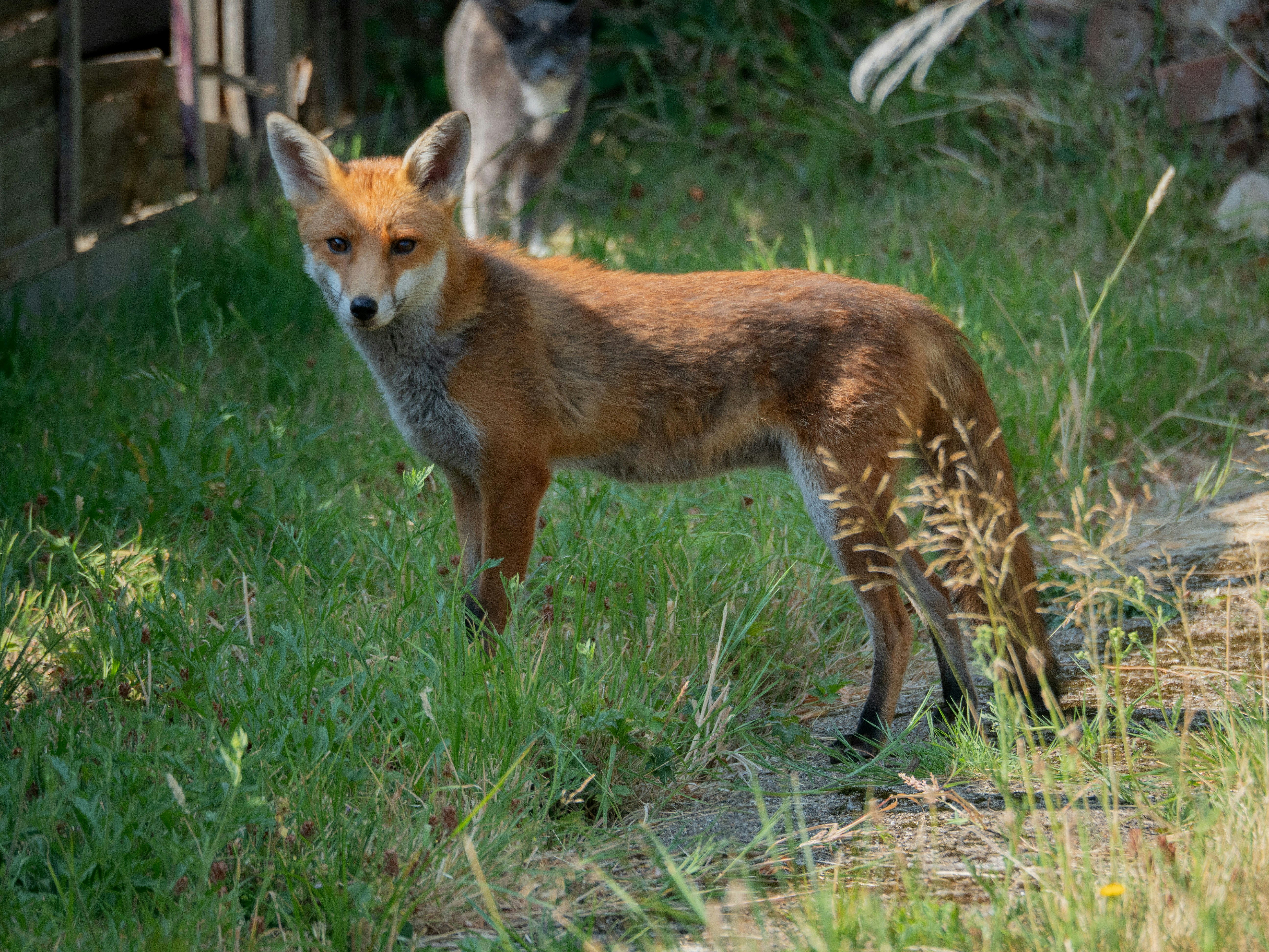 Amber Fox in Sunlit Grassland