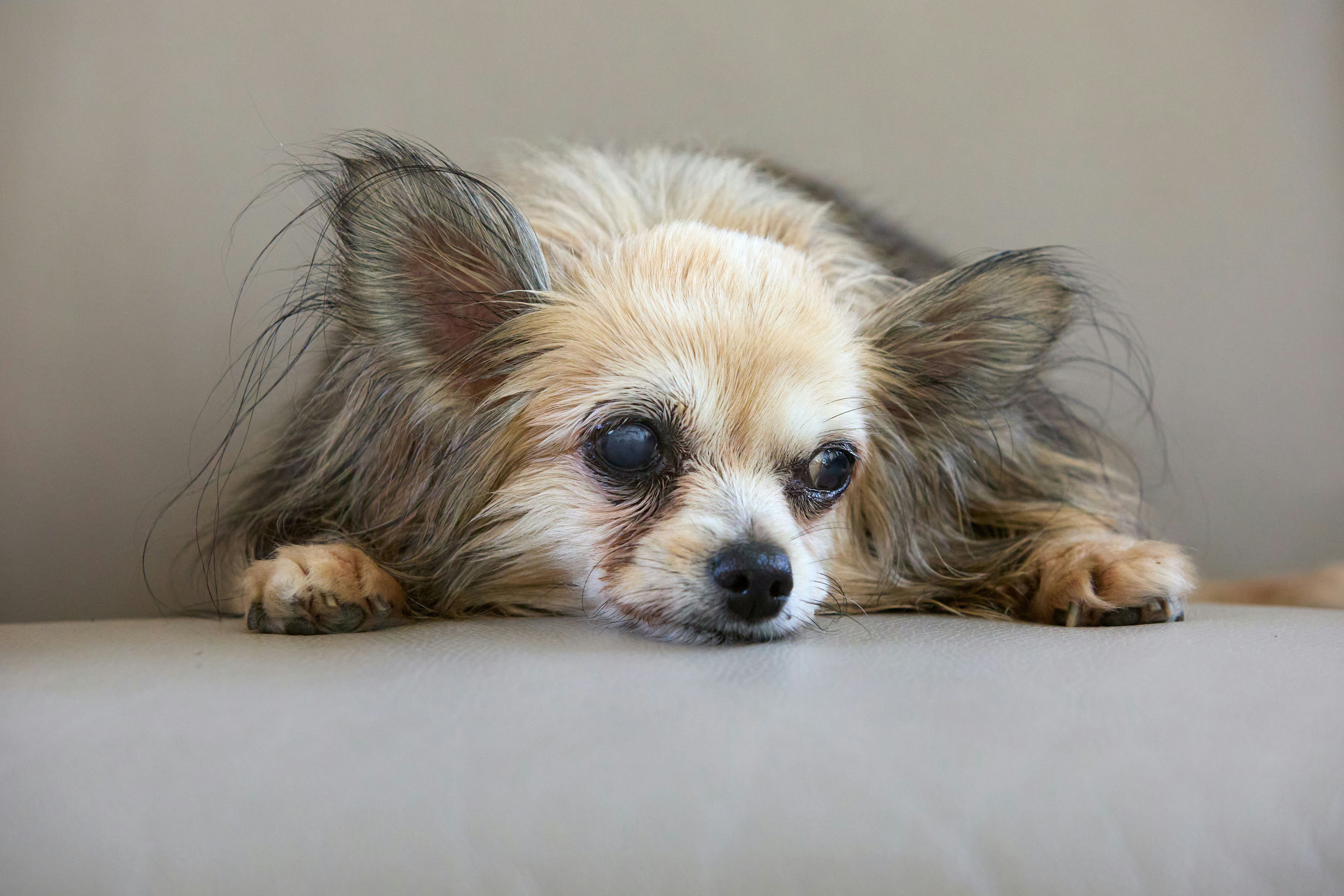 Weighed Down by Daydreams: A Puppy’s Quiet Gaze