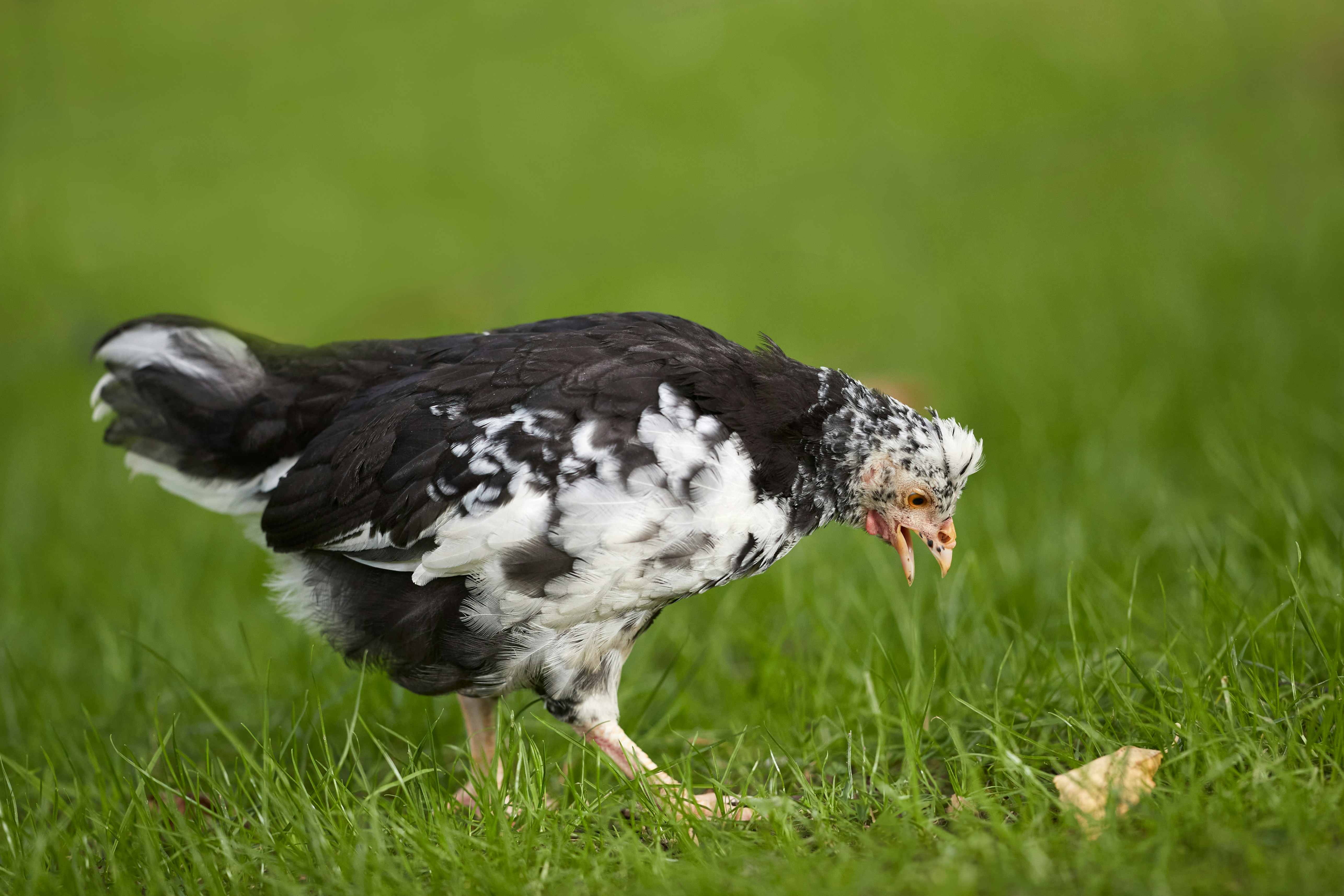 A Magpie Goose in Green Grassed Field, Mouth Open as It Forages