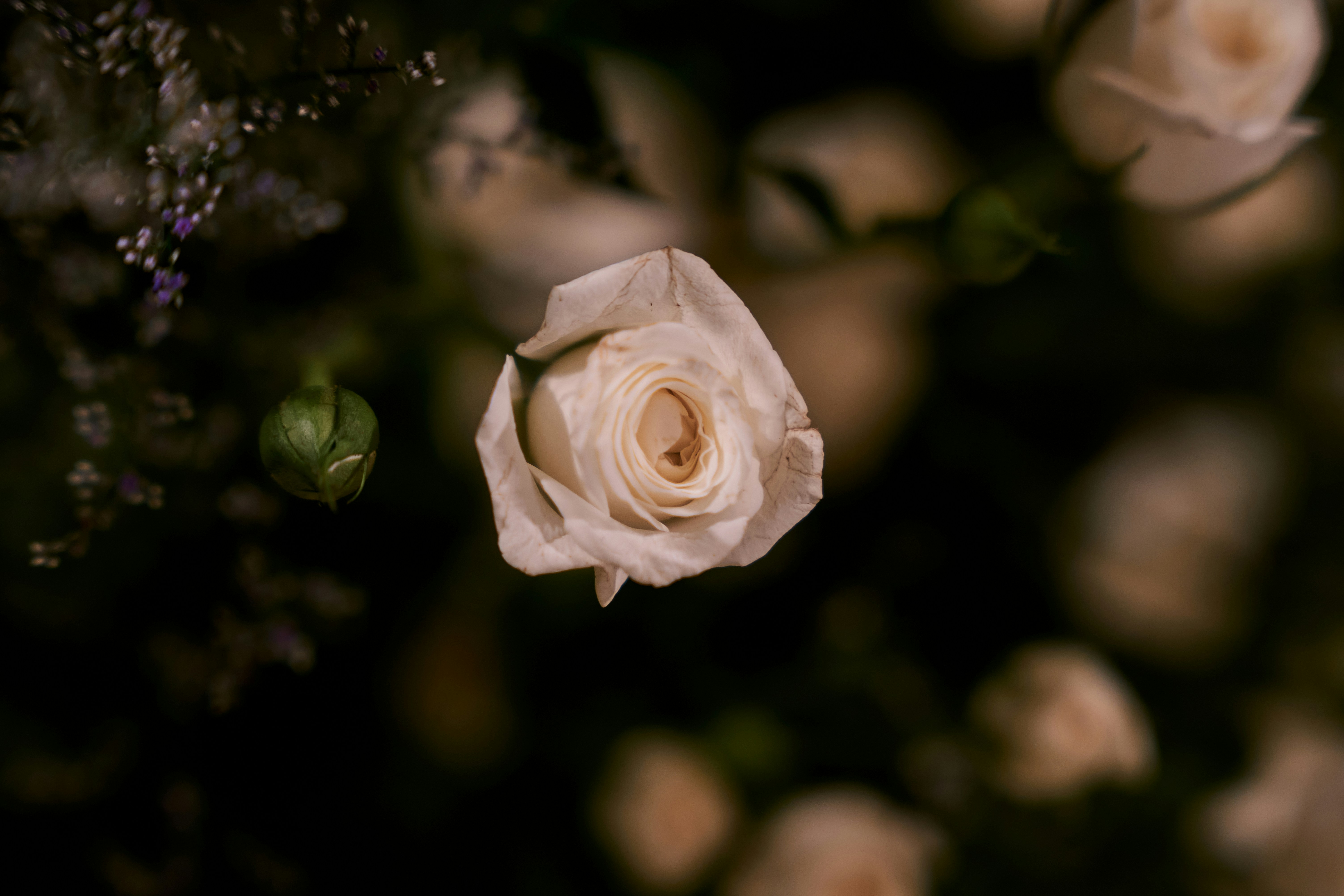 Soft-lit White Rose in Velvet Darkness