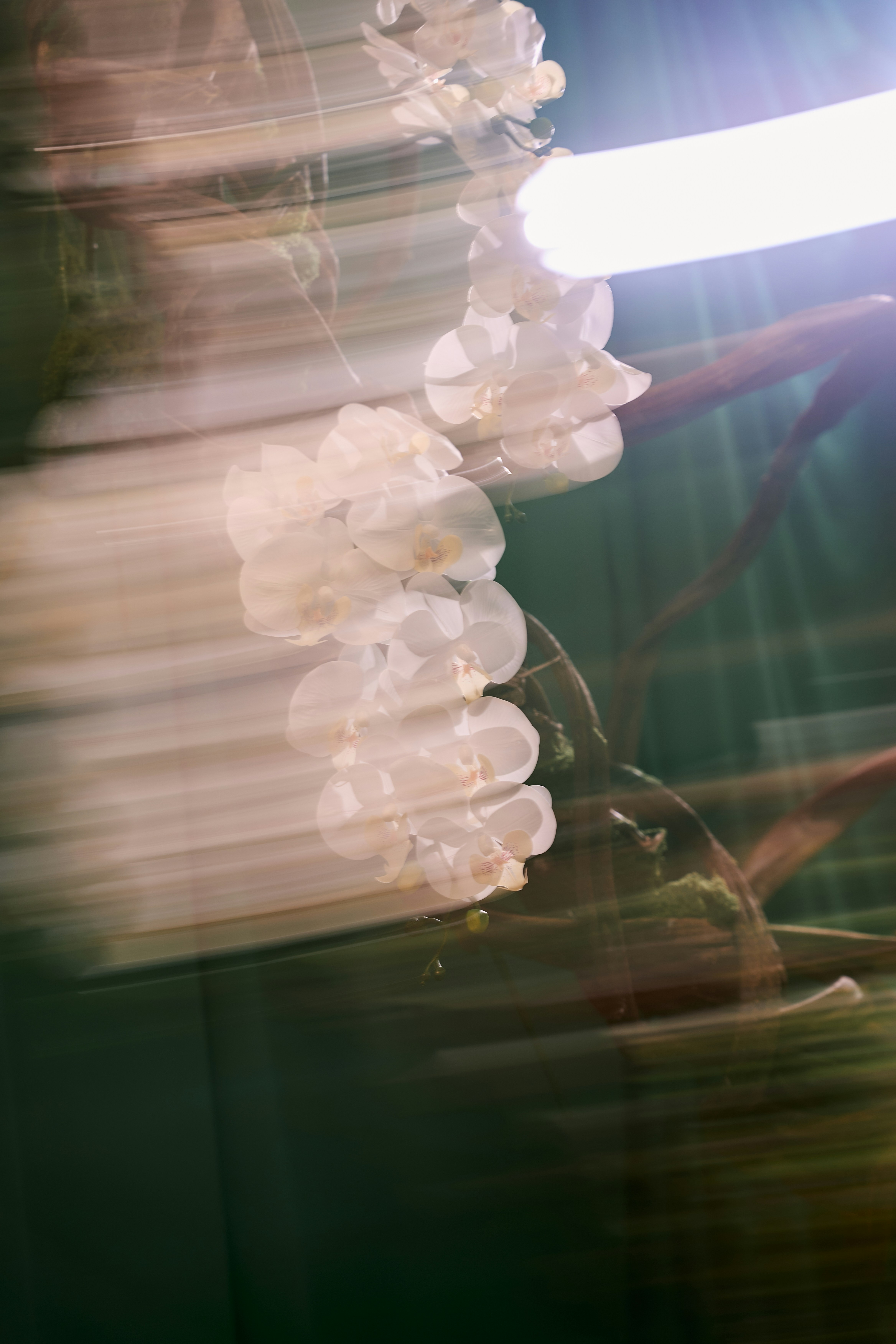 Soft Orchids in Motion: A Long-Exposure Bloom