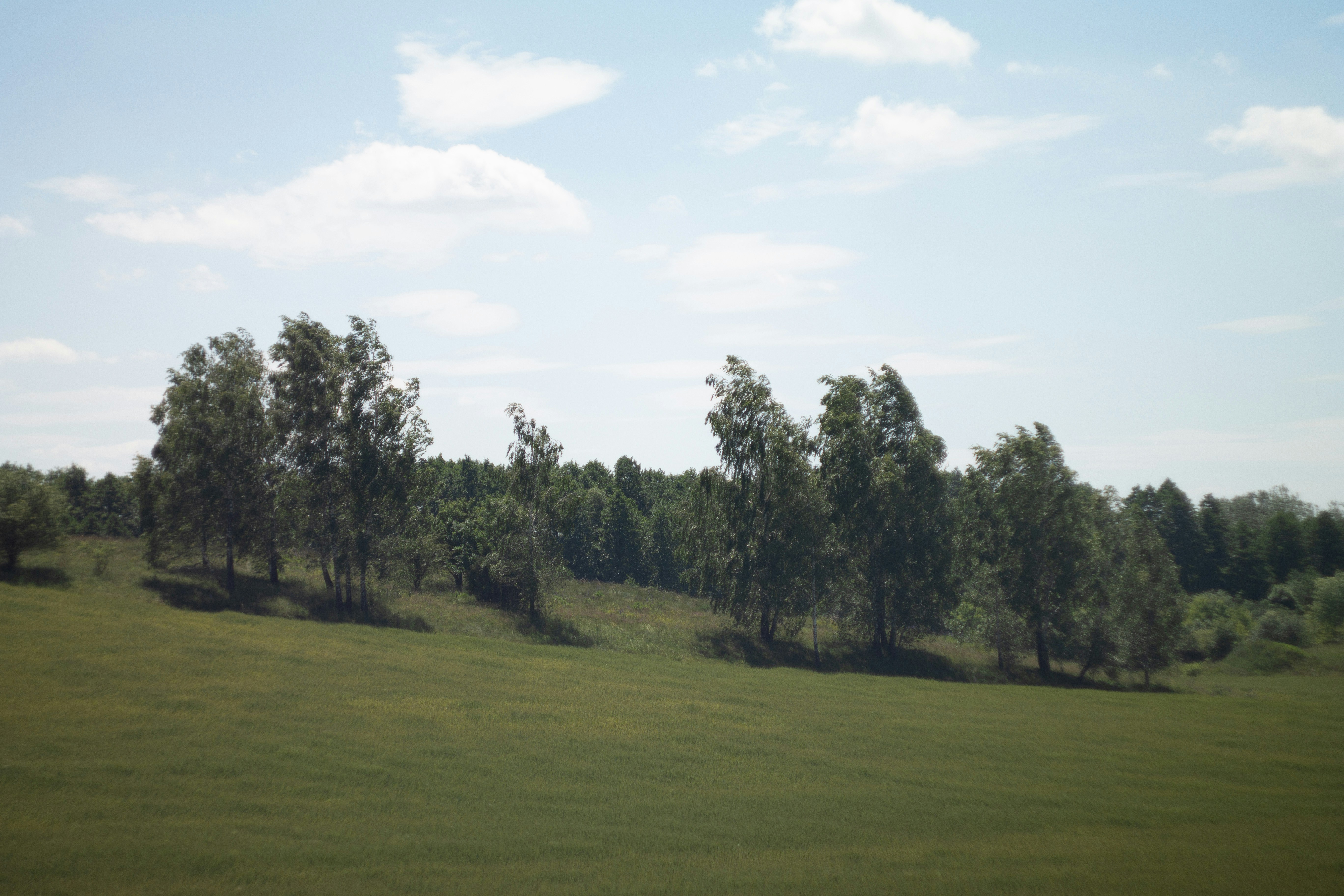 Lone Line of Trees Under Expansive Sky