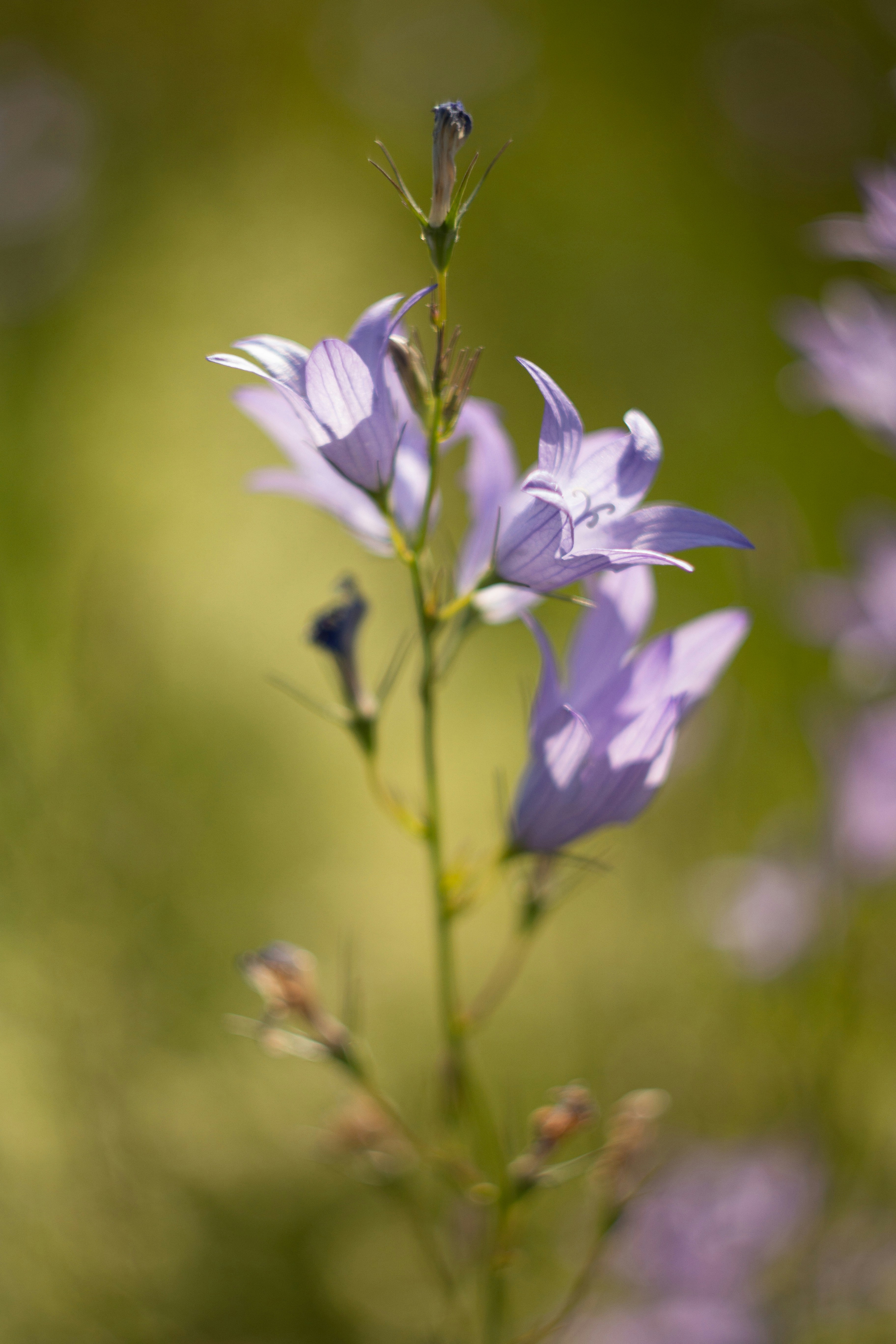 Purple Flowers in Soft Focus Meadow with Bokeh
