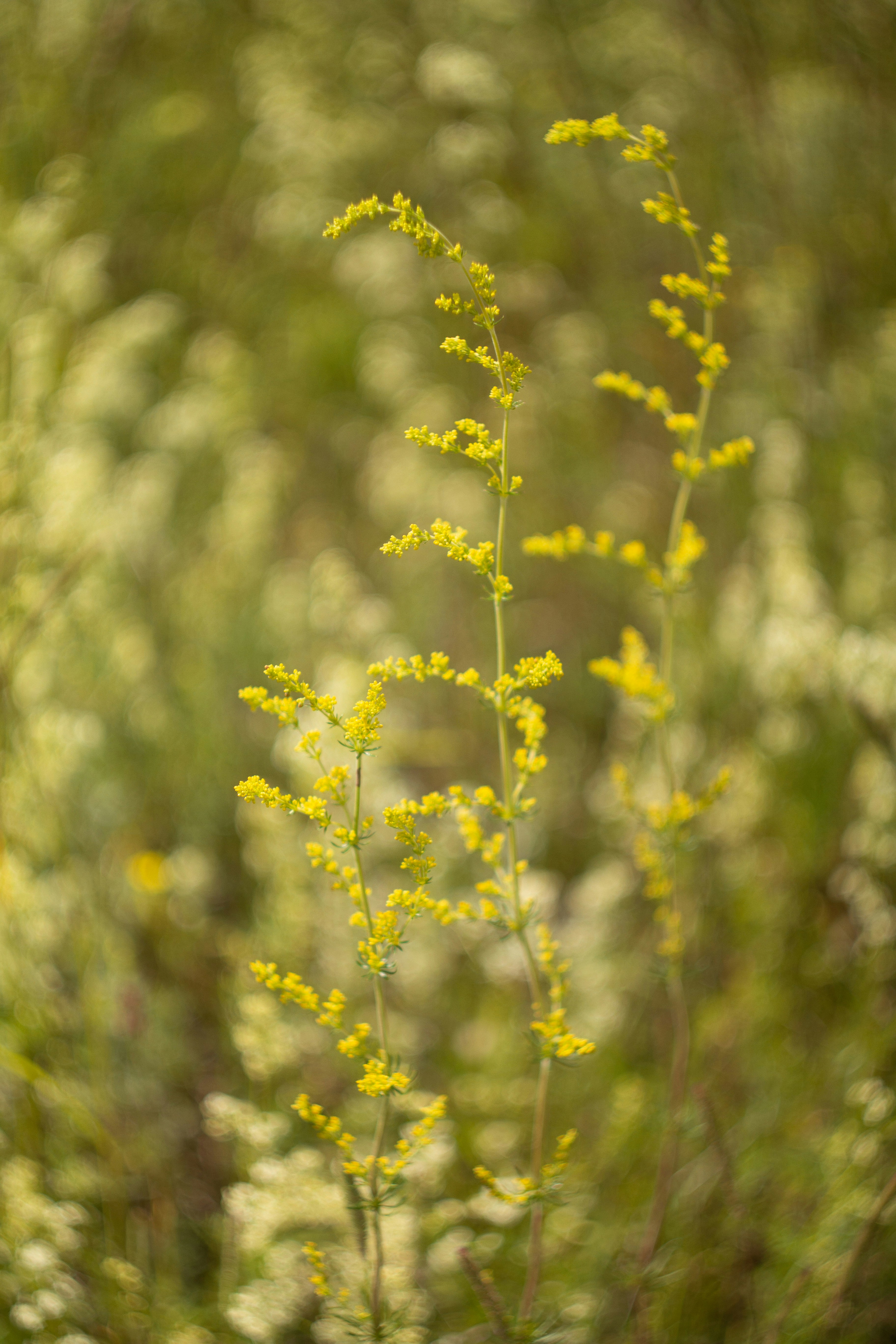Sunlit Mustard Stems in a Quiet Field