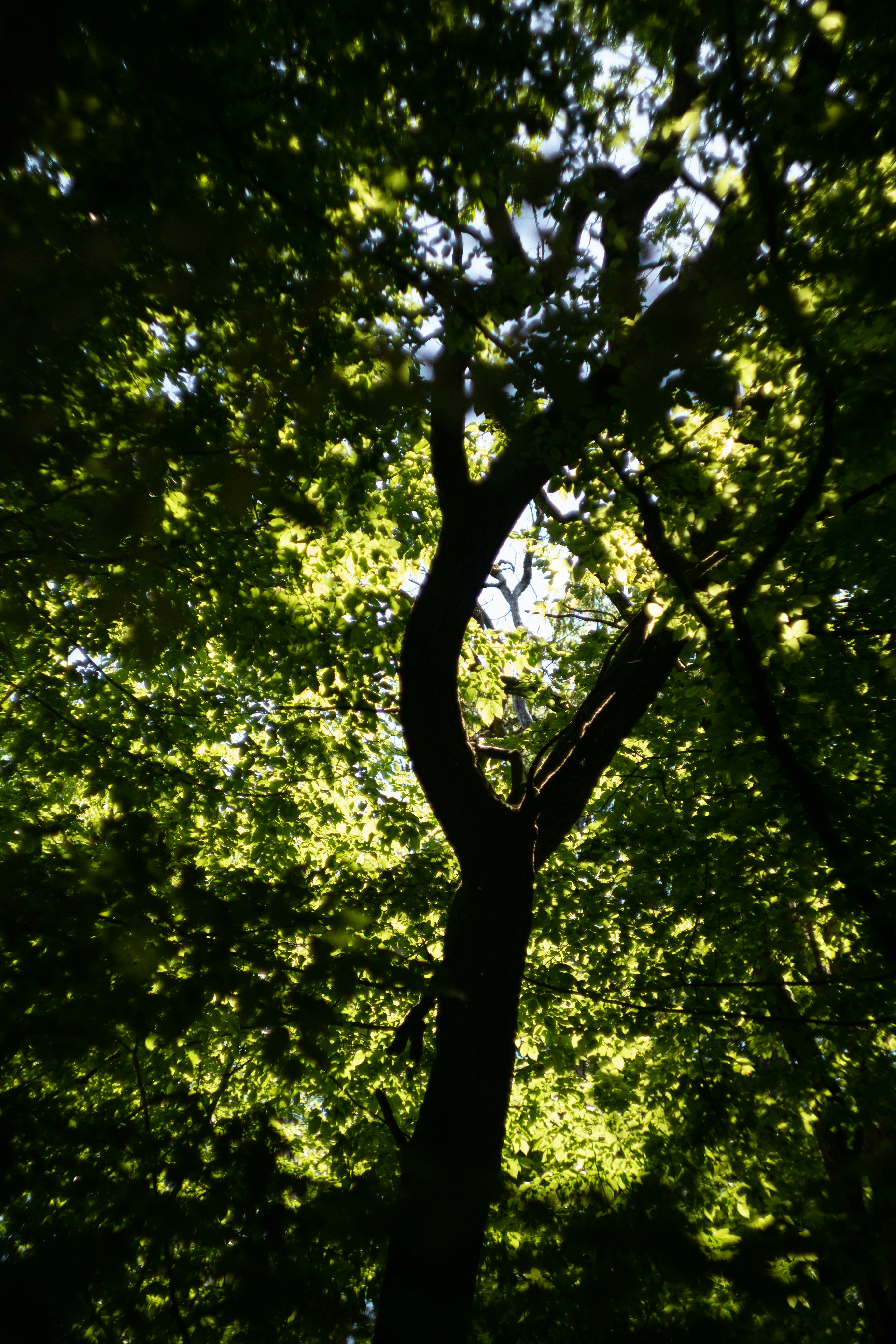 Sunlit canopy rising from a dark trunk