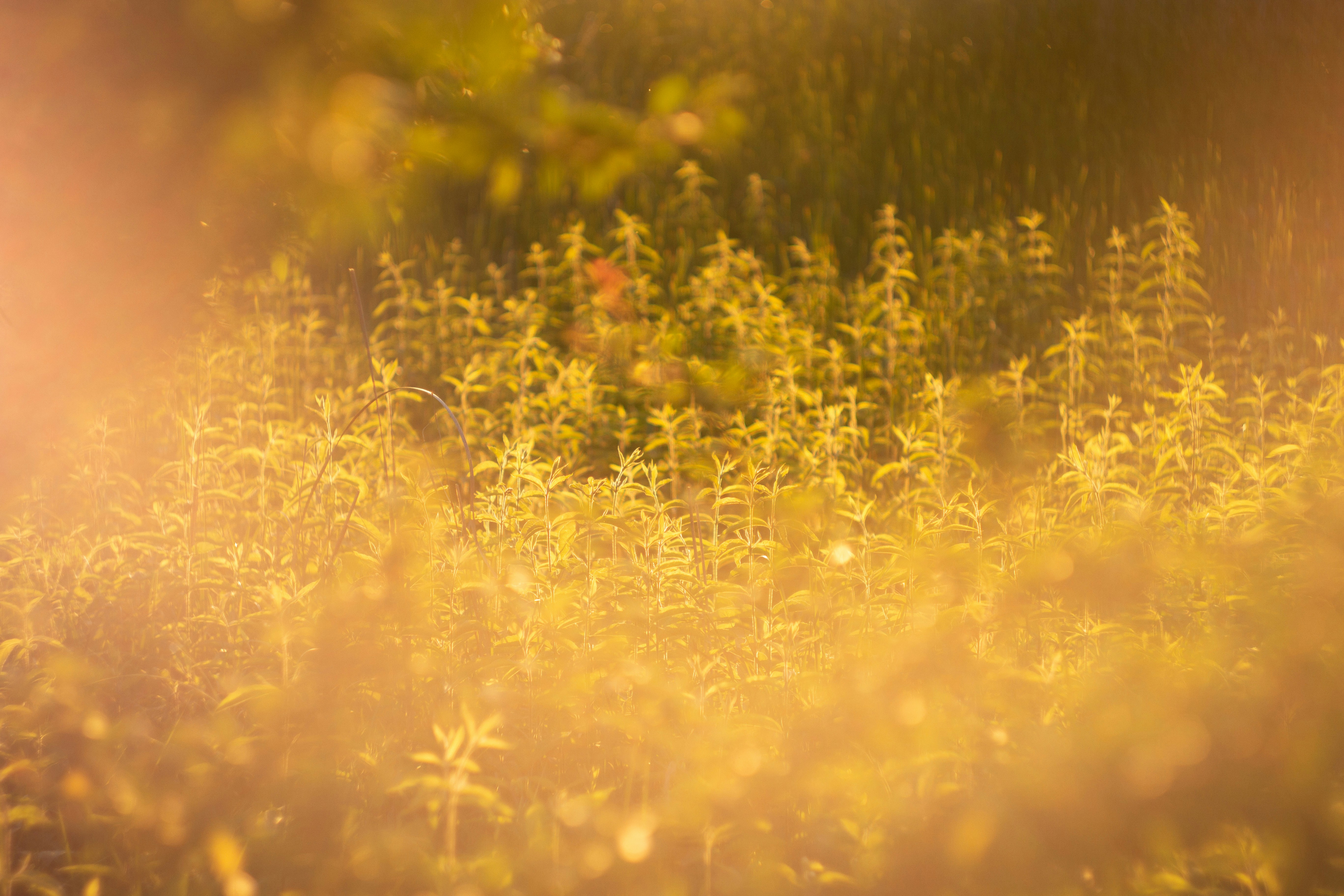Golden Meadow Glow: Soft Focus in a Field of Wildflowers
