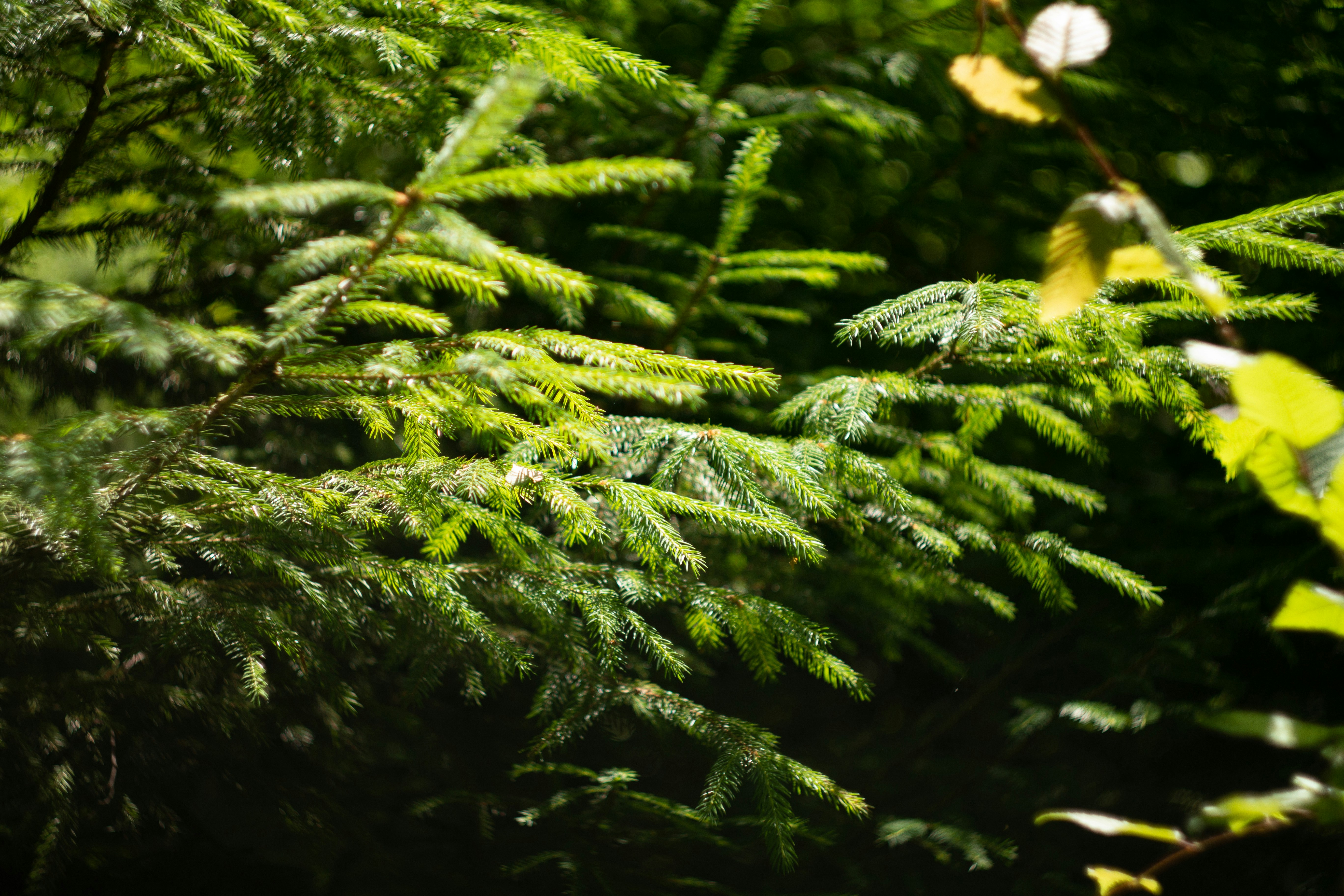Sunlit Spruce fingers Reach for the Light