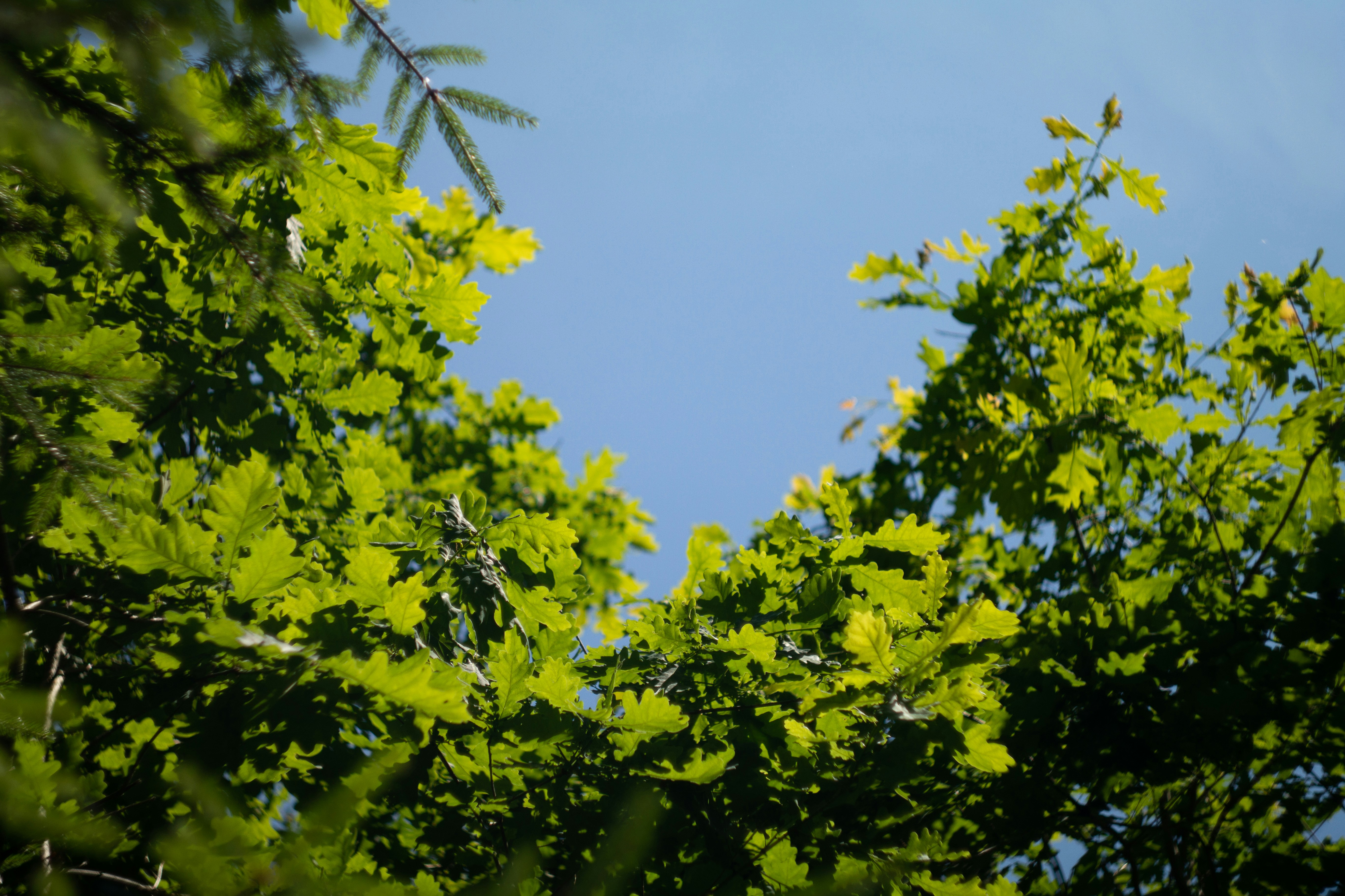 Sun-dappled maple leaves fill the frame with a vivid blue sky peeking through; a nature-close scene emphasizing lush foliage and daylight.