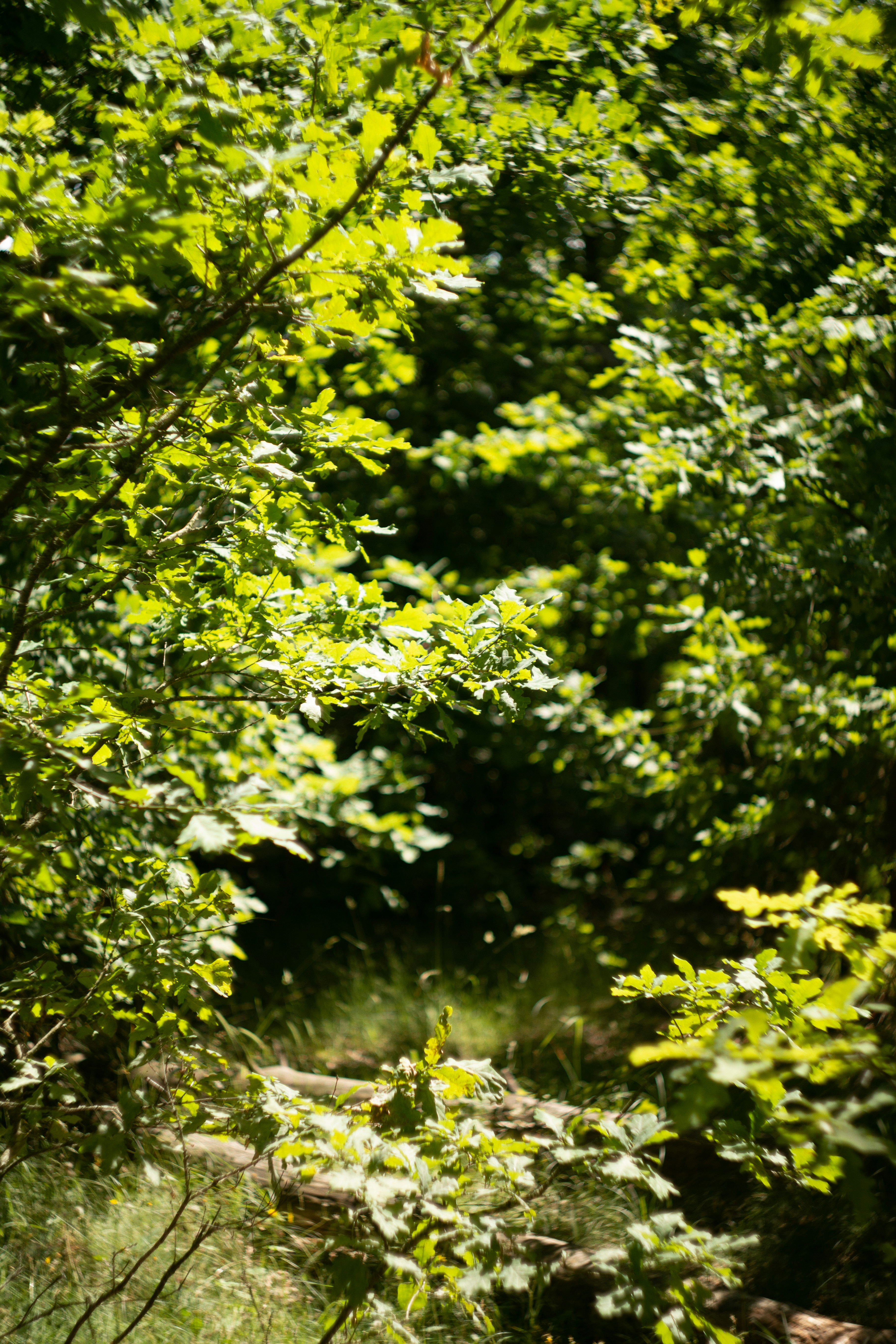 Sunlit Maple Canopy Through Verdant Understory