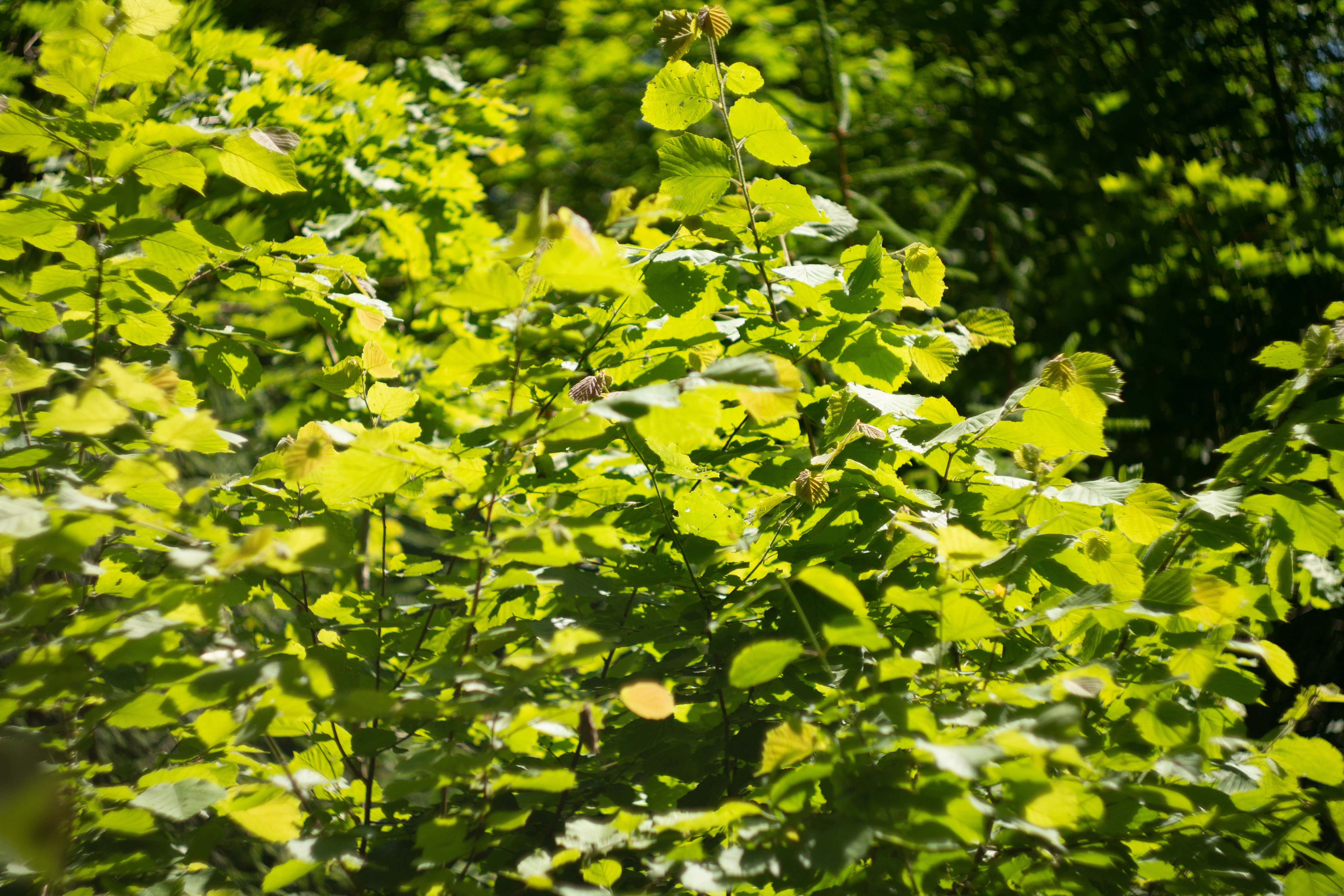 Close-up of sunlit green leaves densely filling the frame, with dappled light and soft background depth; a natural plant scene without a central subject, emphasizing texture and color. (logo/illustration not present).
