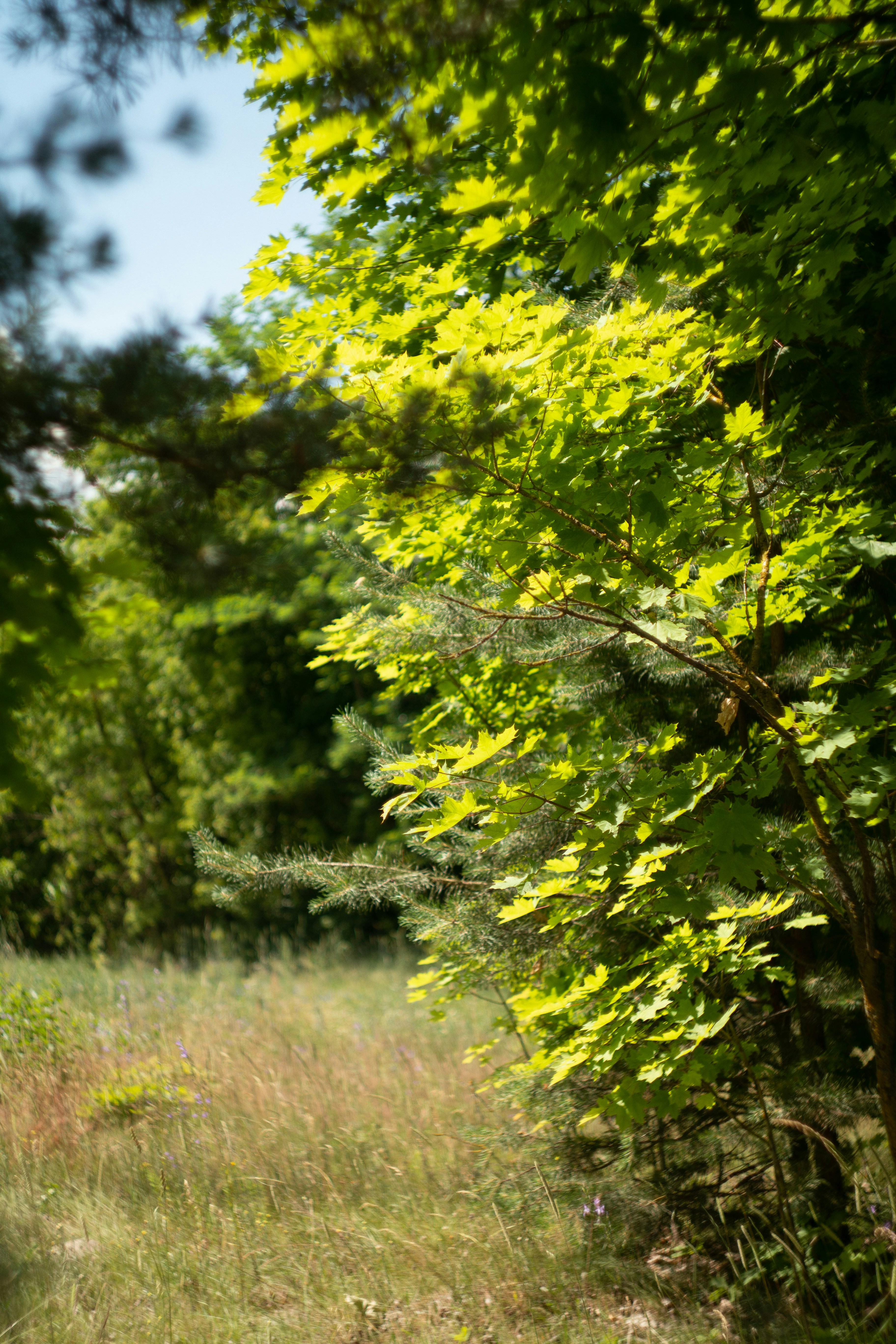 Sun-dappled maple leaves frame a sunlit meadow with a soft depth of field and blurred background.