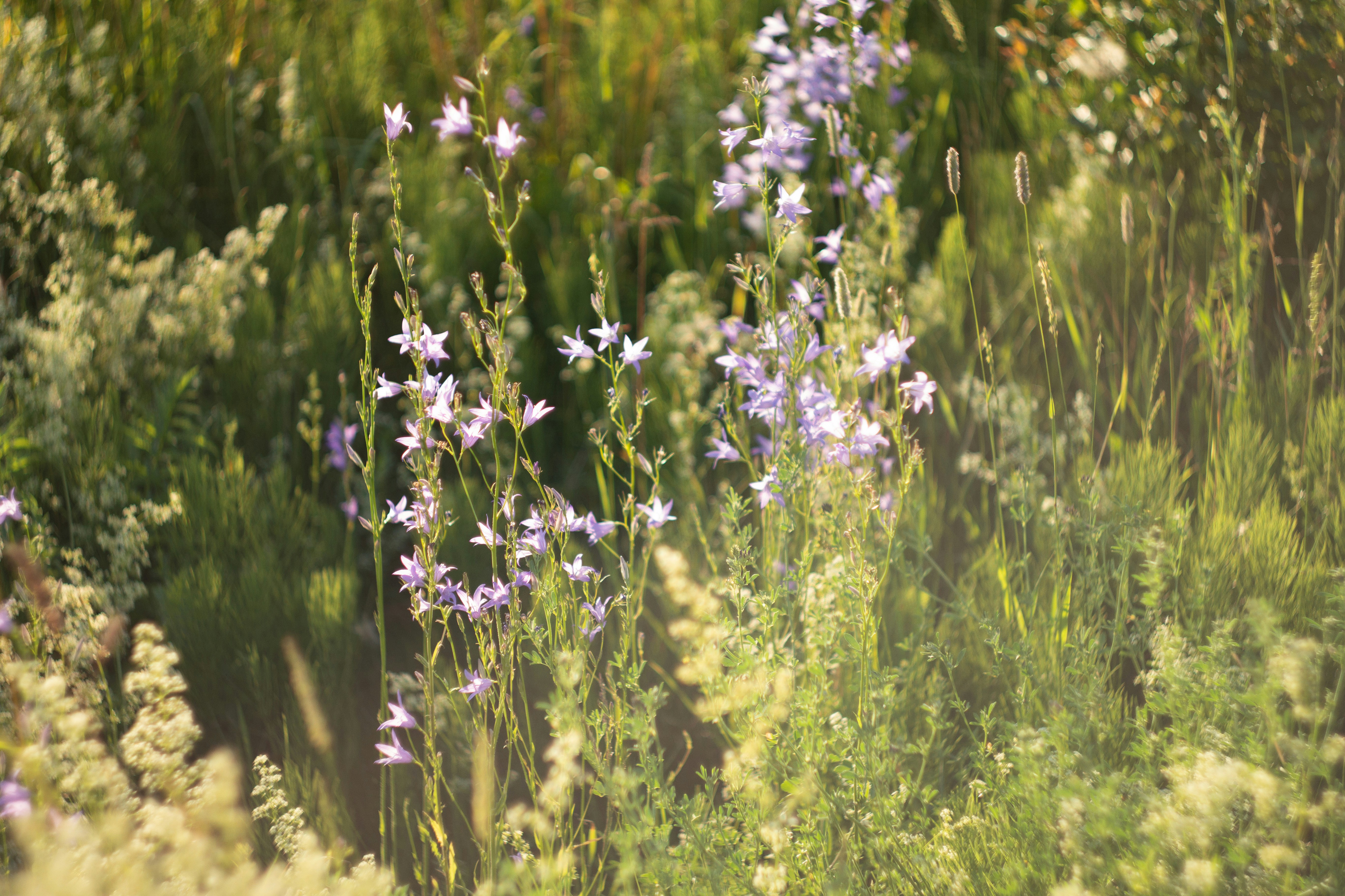 Soft-focus Wildflowers in Golden Backlight