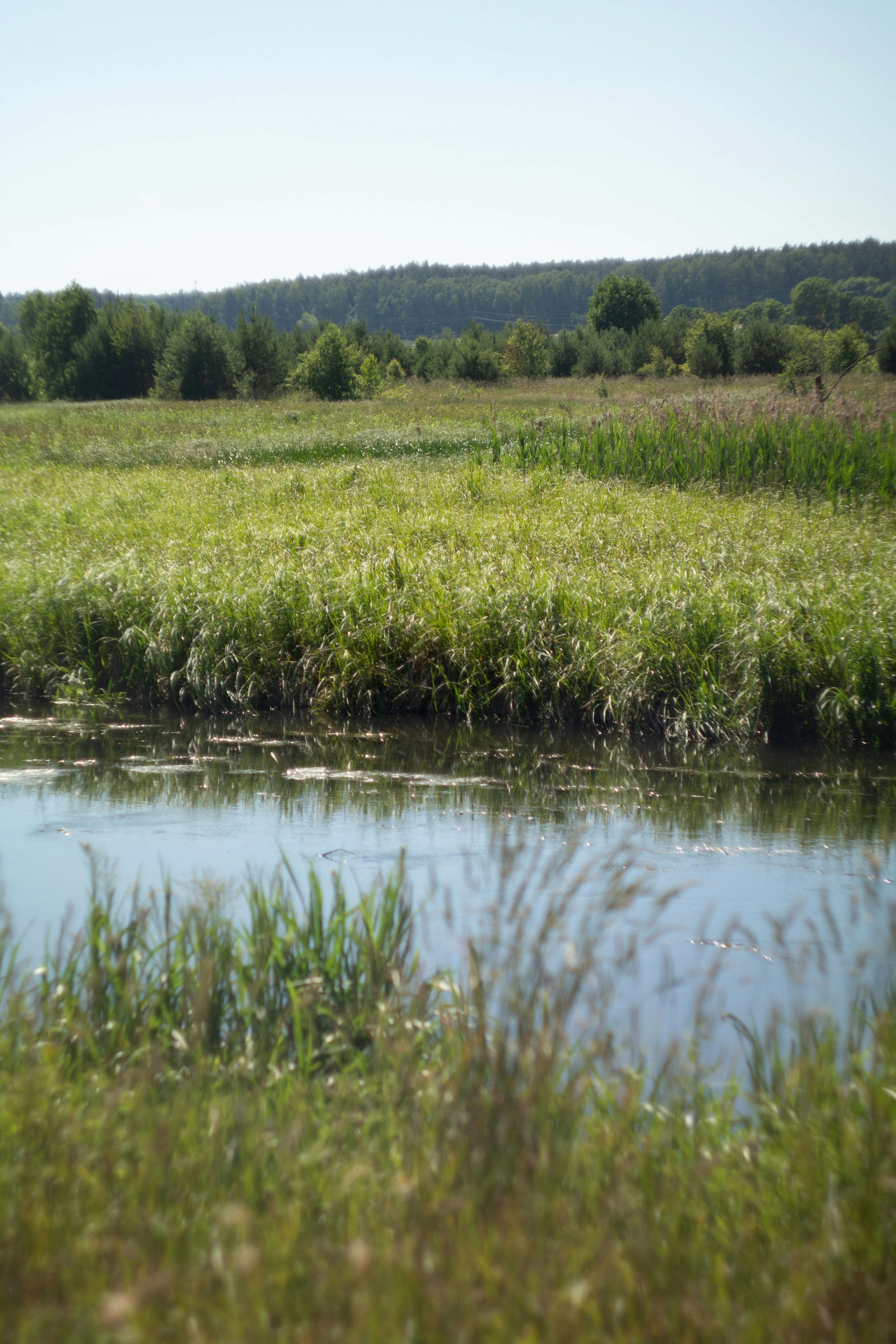 Quiet Riverbank Meadow Under a Sunny Sky