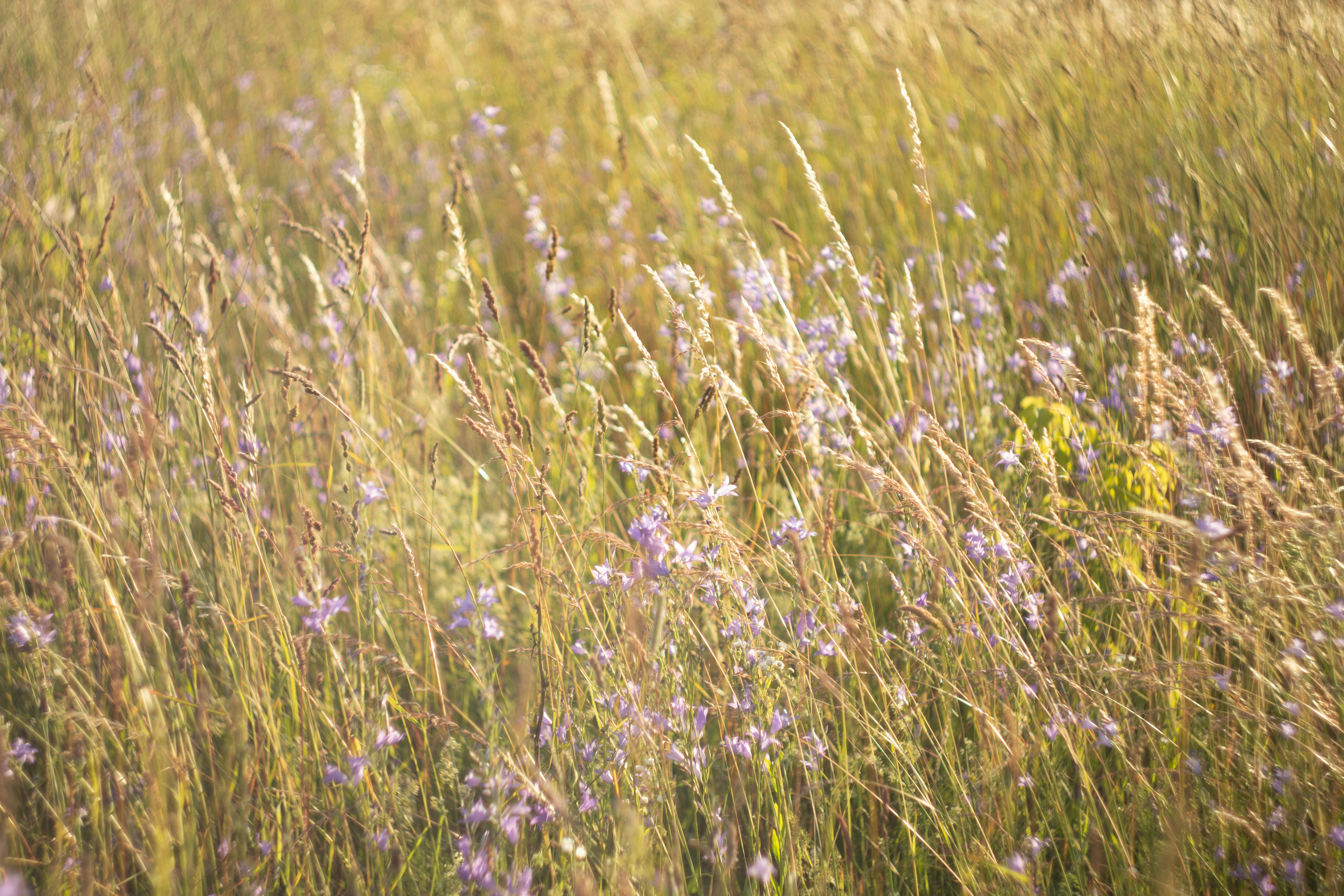 Sunlit Wildflowers in a Gentle Prairie Breeze