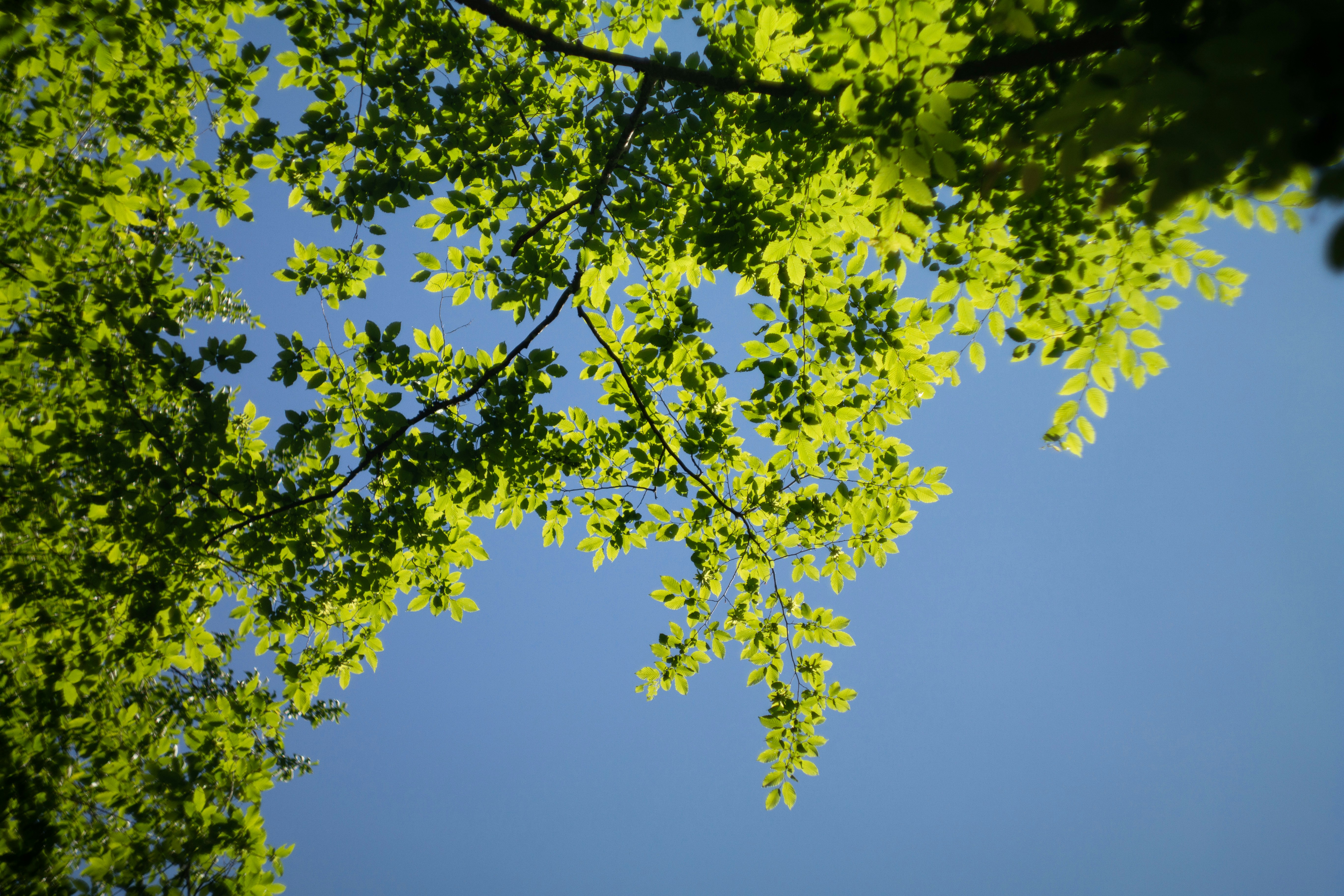 Branching Toward the Sun: A Fresh Perspective of Spring Canopy