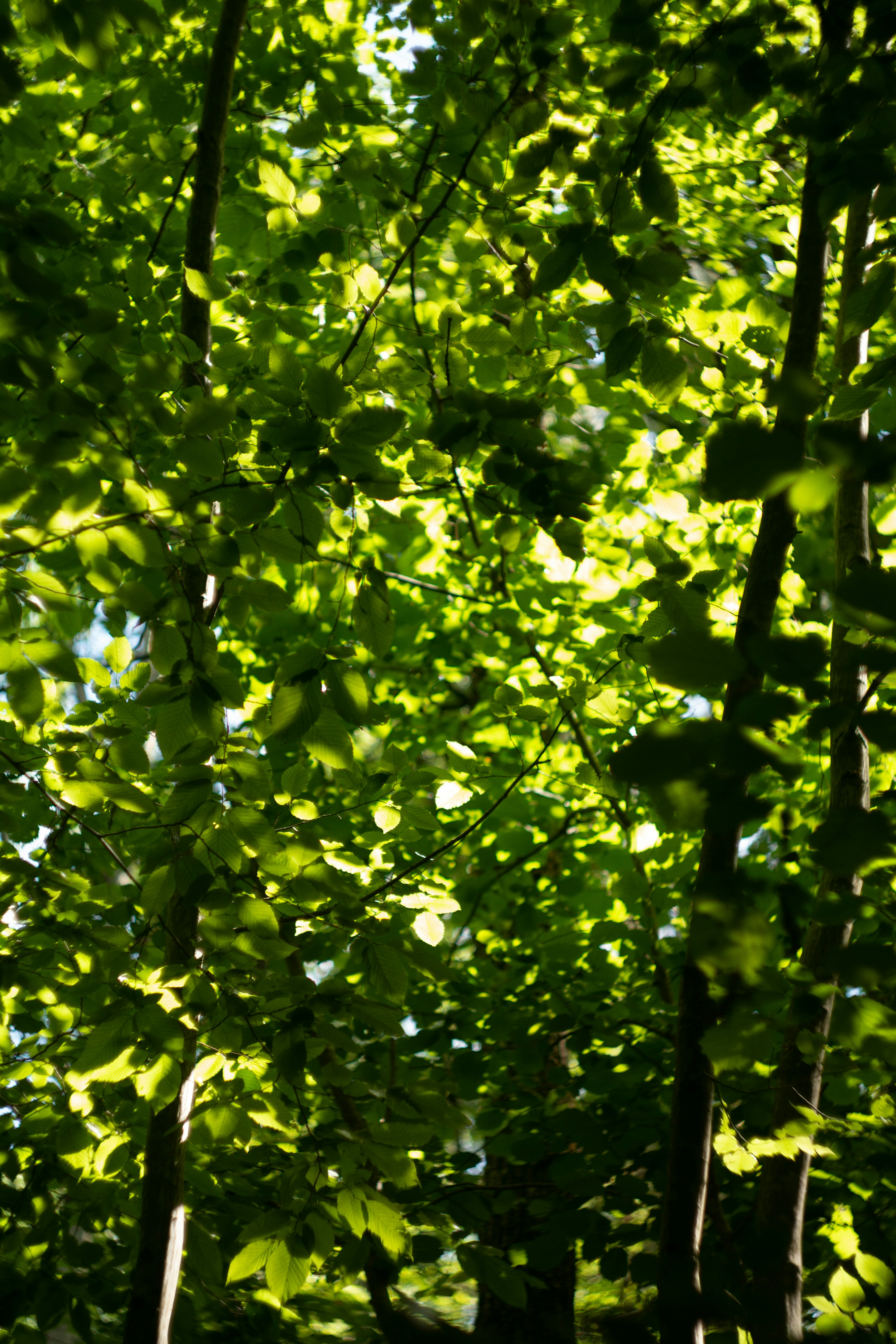 Sunlit Green Canopy: Dappled Foliage Through the Branches