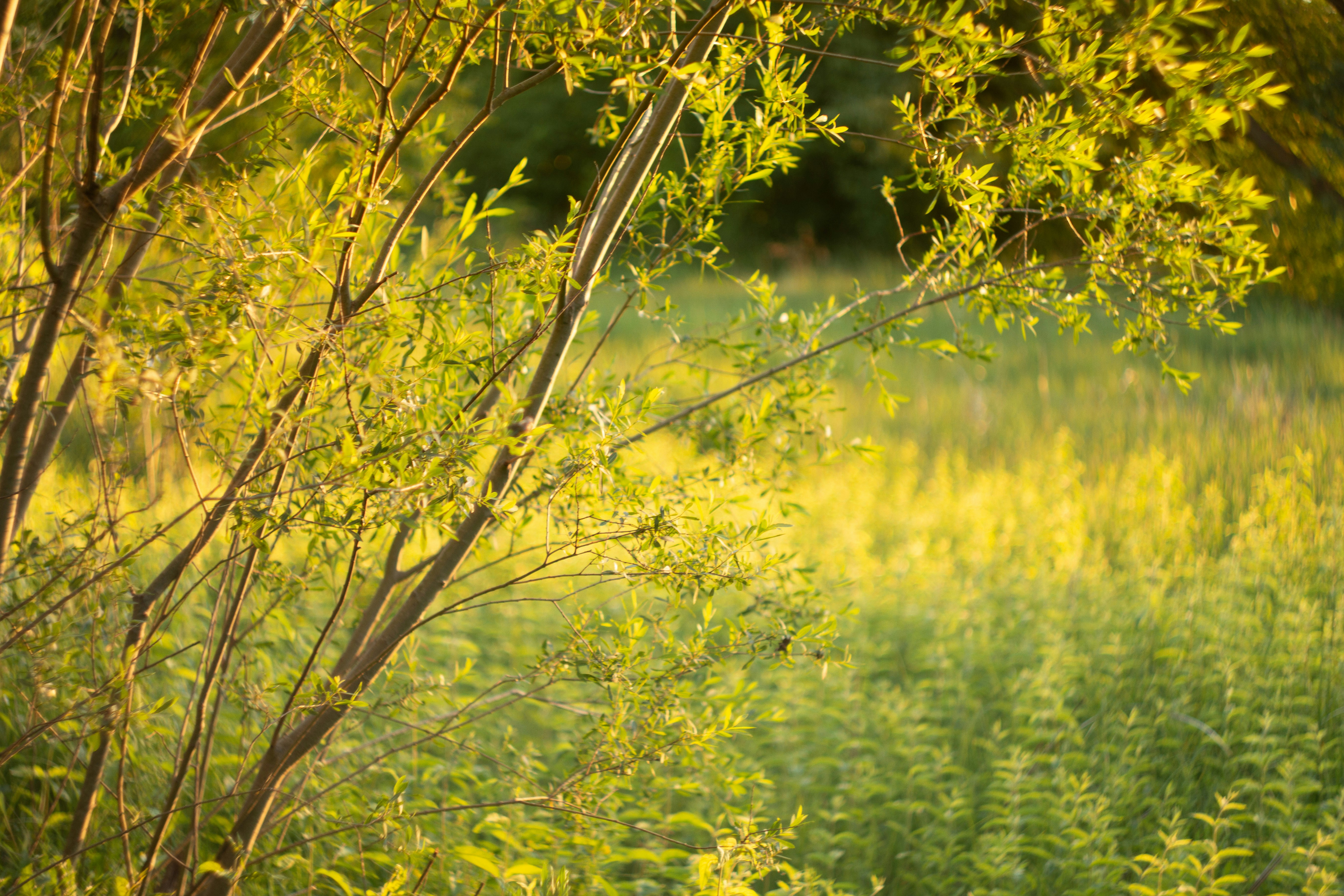 Golden Hour Pastures: Sunlit Reeds and Branches