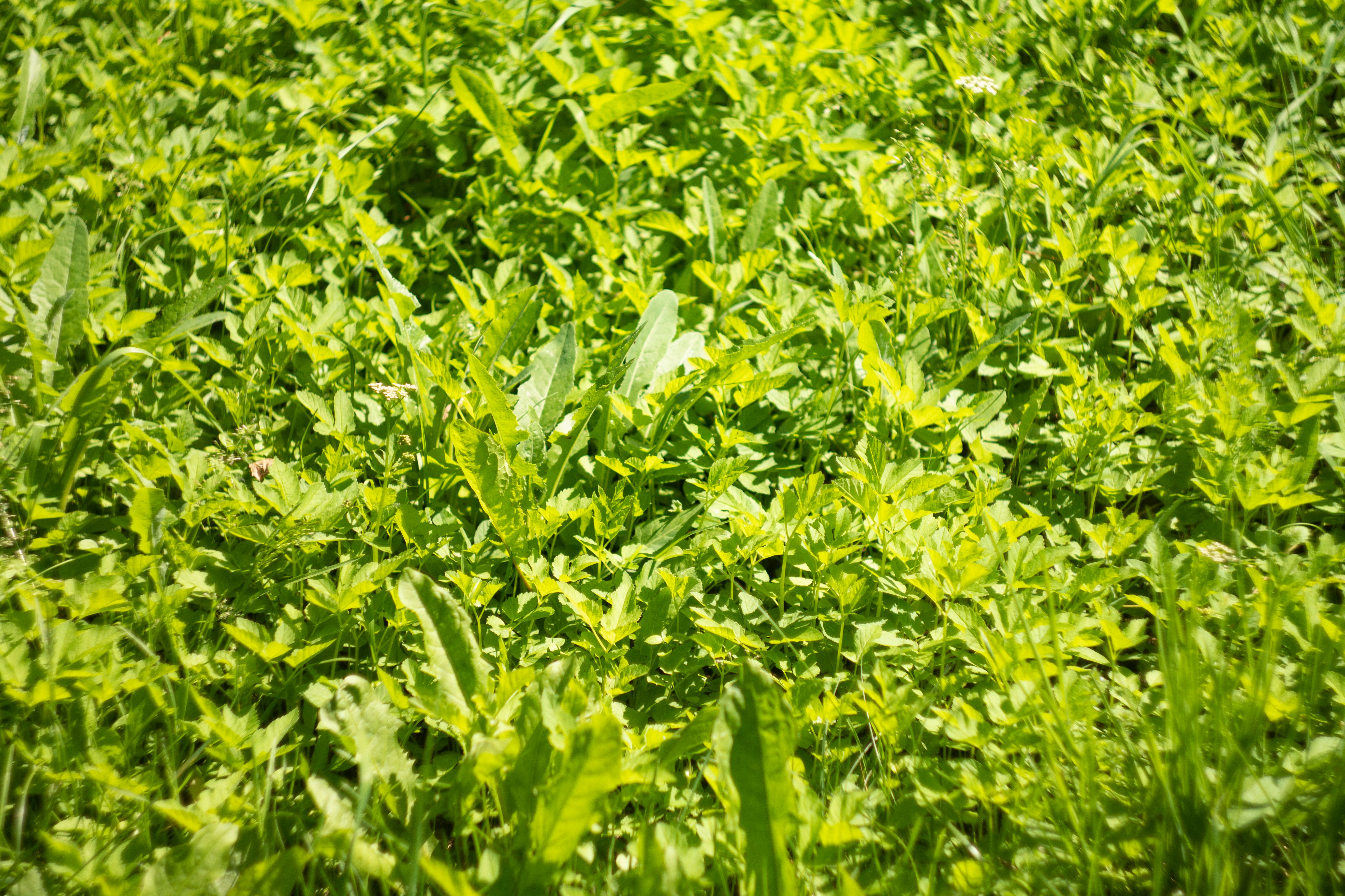 Verdant Texture: Sunlit Green Leaves Filling the Frame