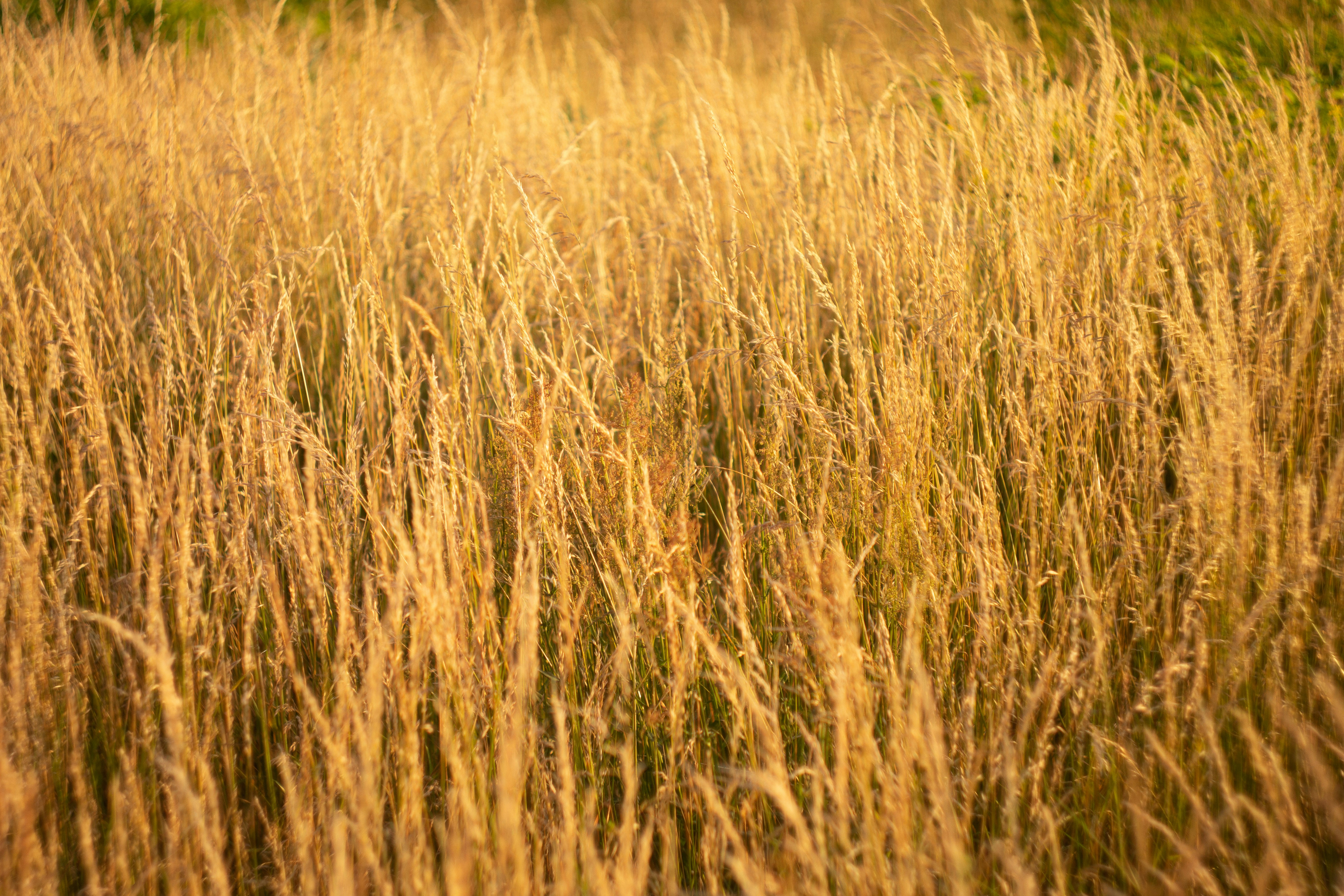 Dense golden grasses sway in warm afternoon light, filling the frame with texture and depth.