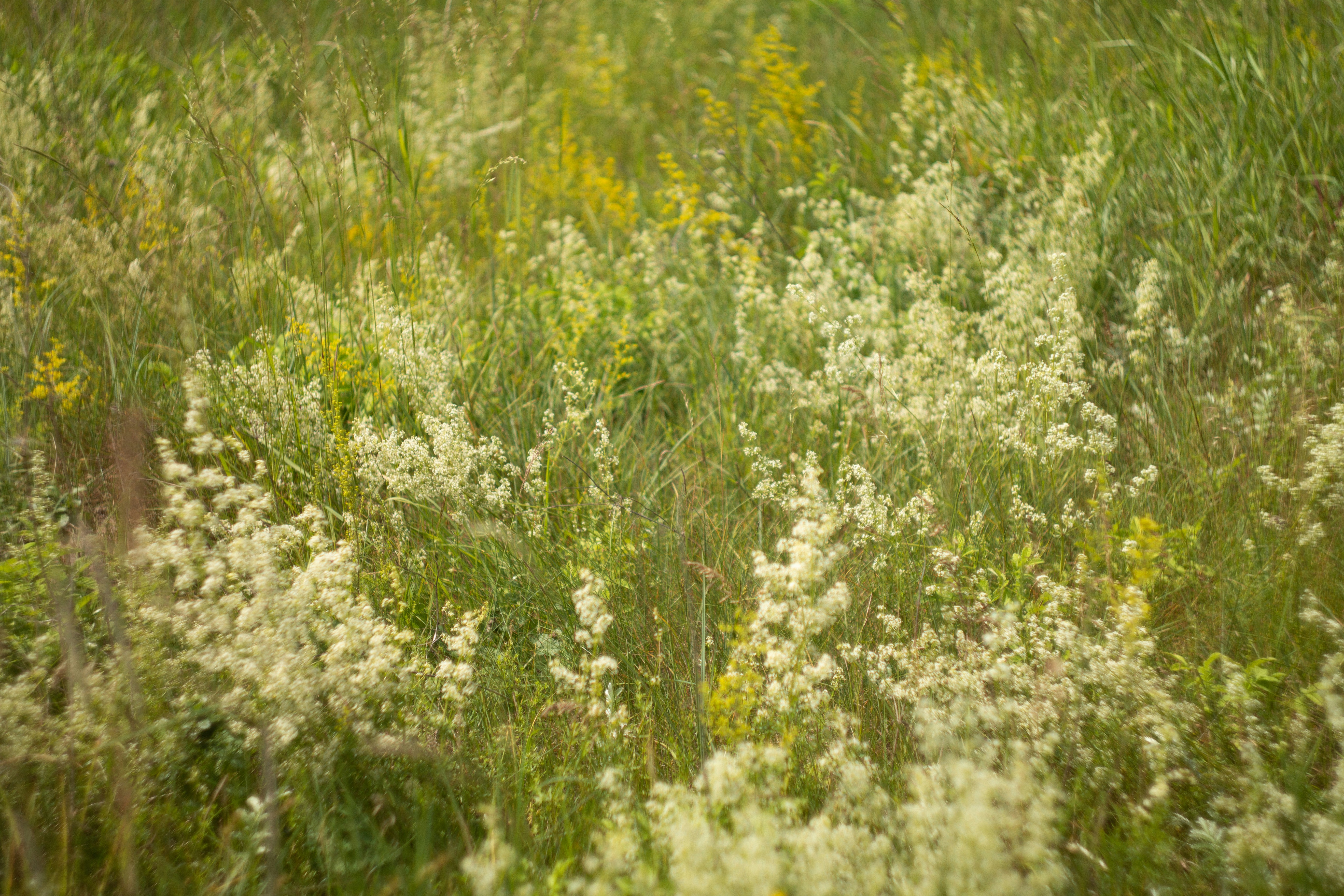 Quiet Wildflowers in Soft Focus Meadow