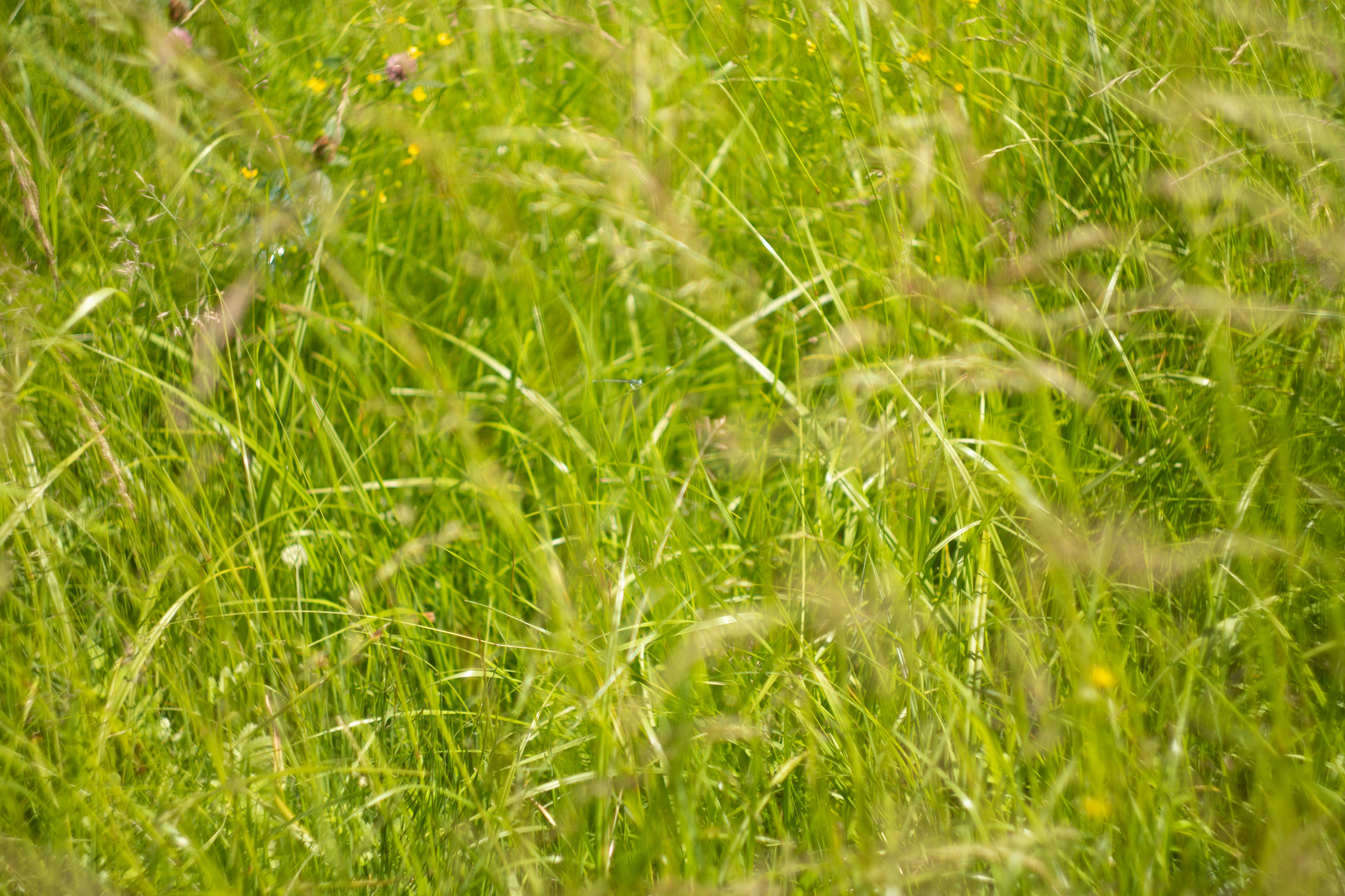 Softly blurred meadow grasses with delicate seed heads rising in a sunlit field, captured to emphasize texture and movement.