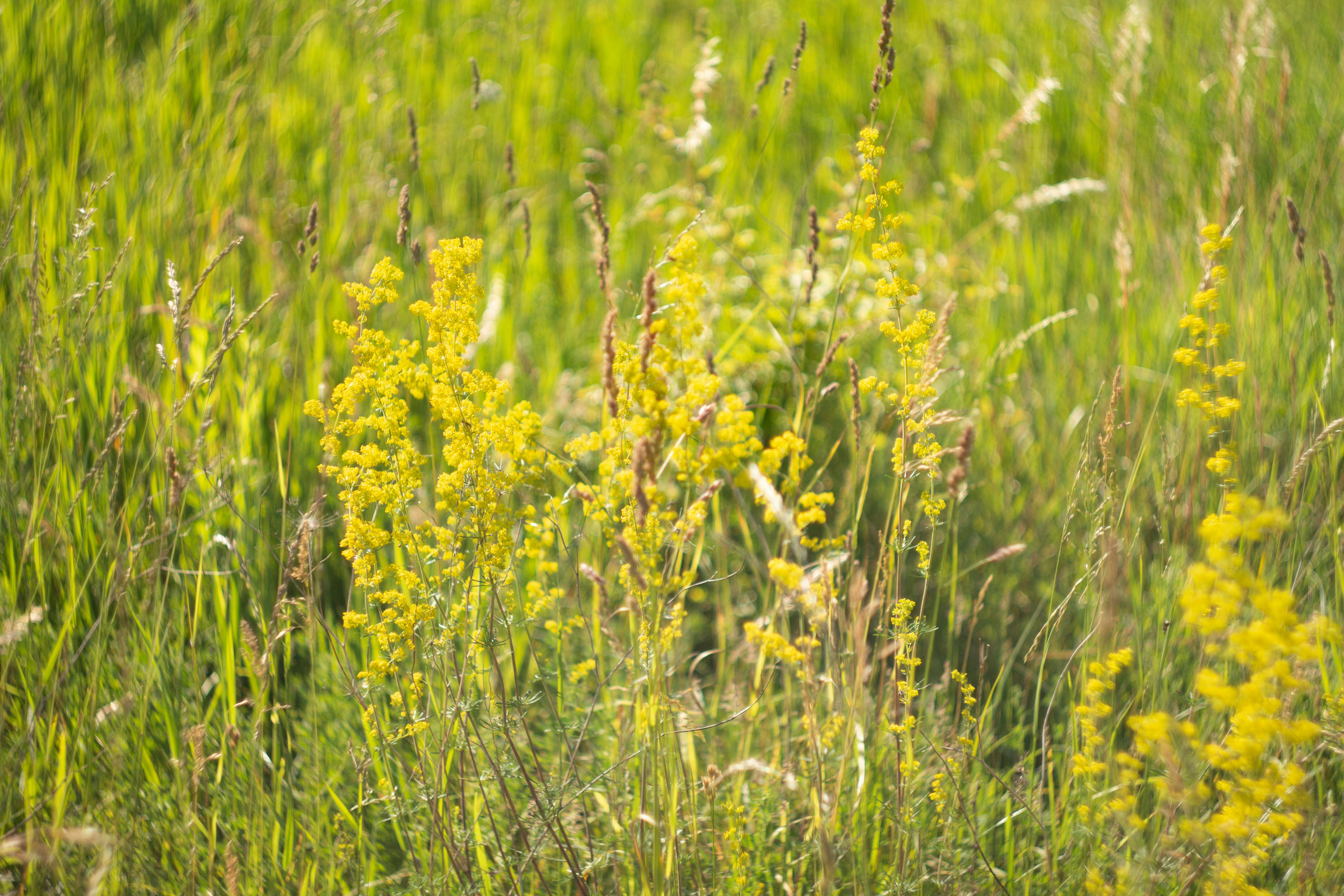 Golden Hill: A Field of Yellow Blossoms in Soft Sun