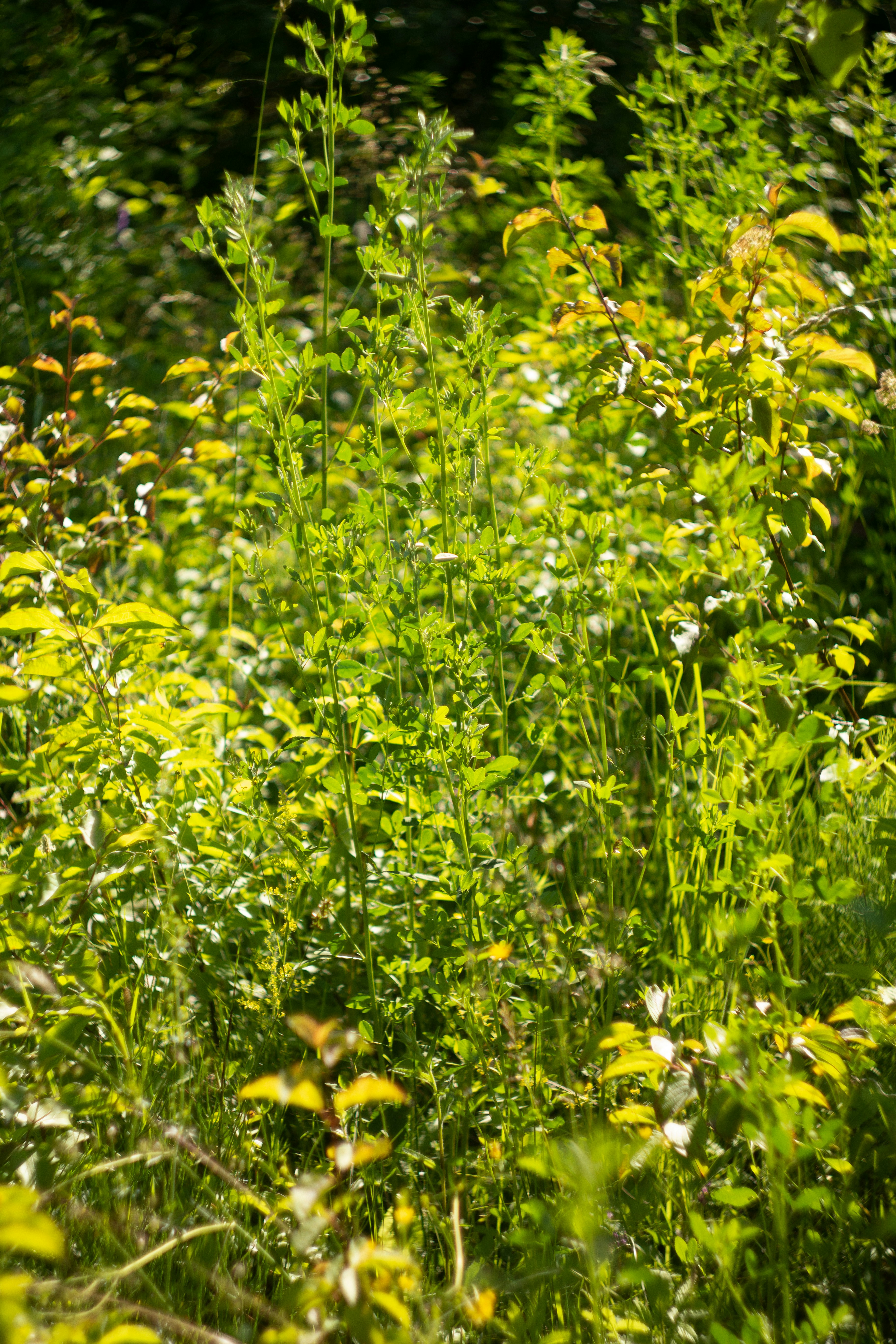 Sunlit Greenery: a field of tall, sun-kissed shrubs