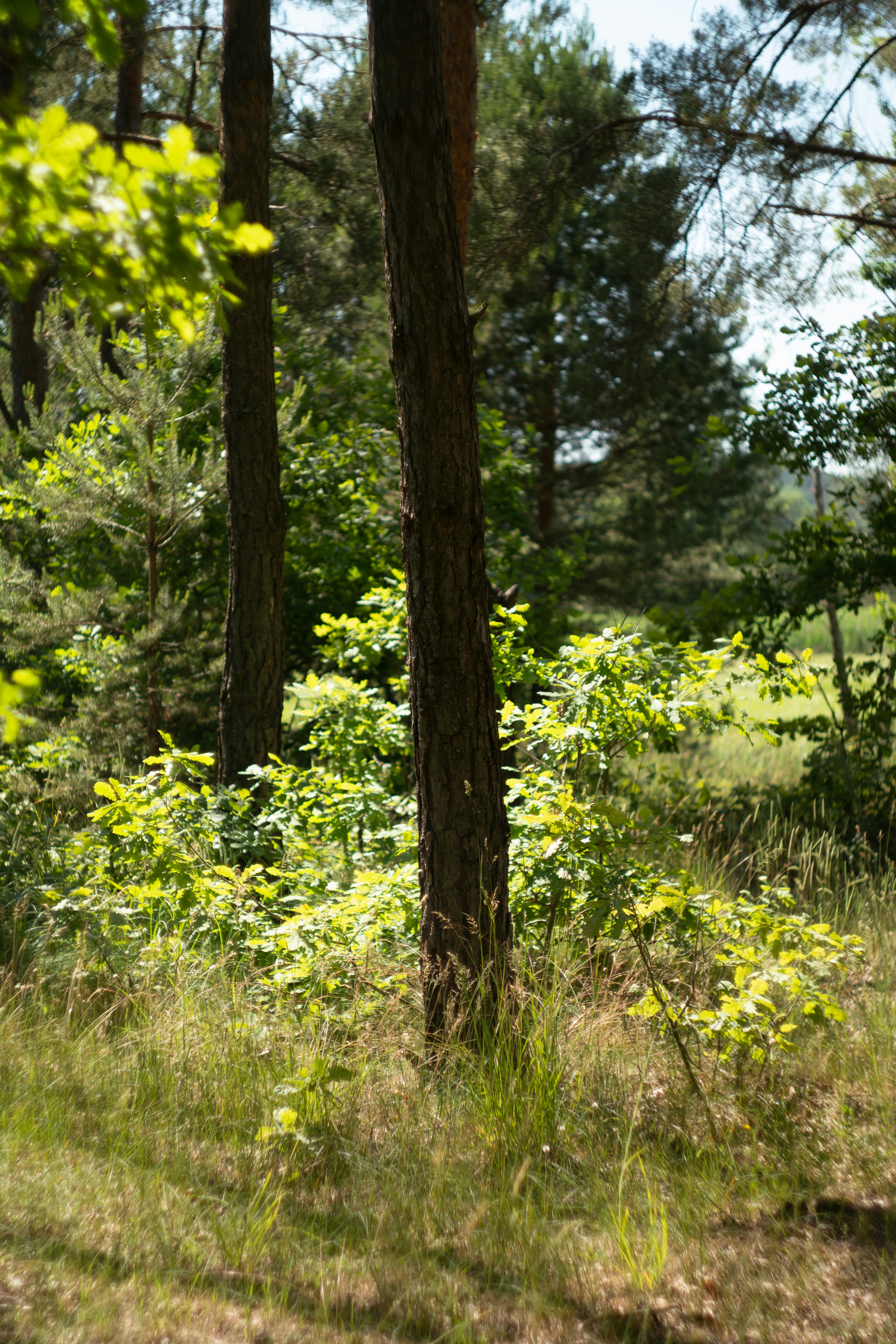 Sunlit Pines at the Edge of a Meadow