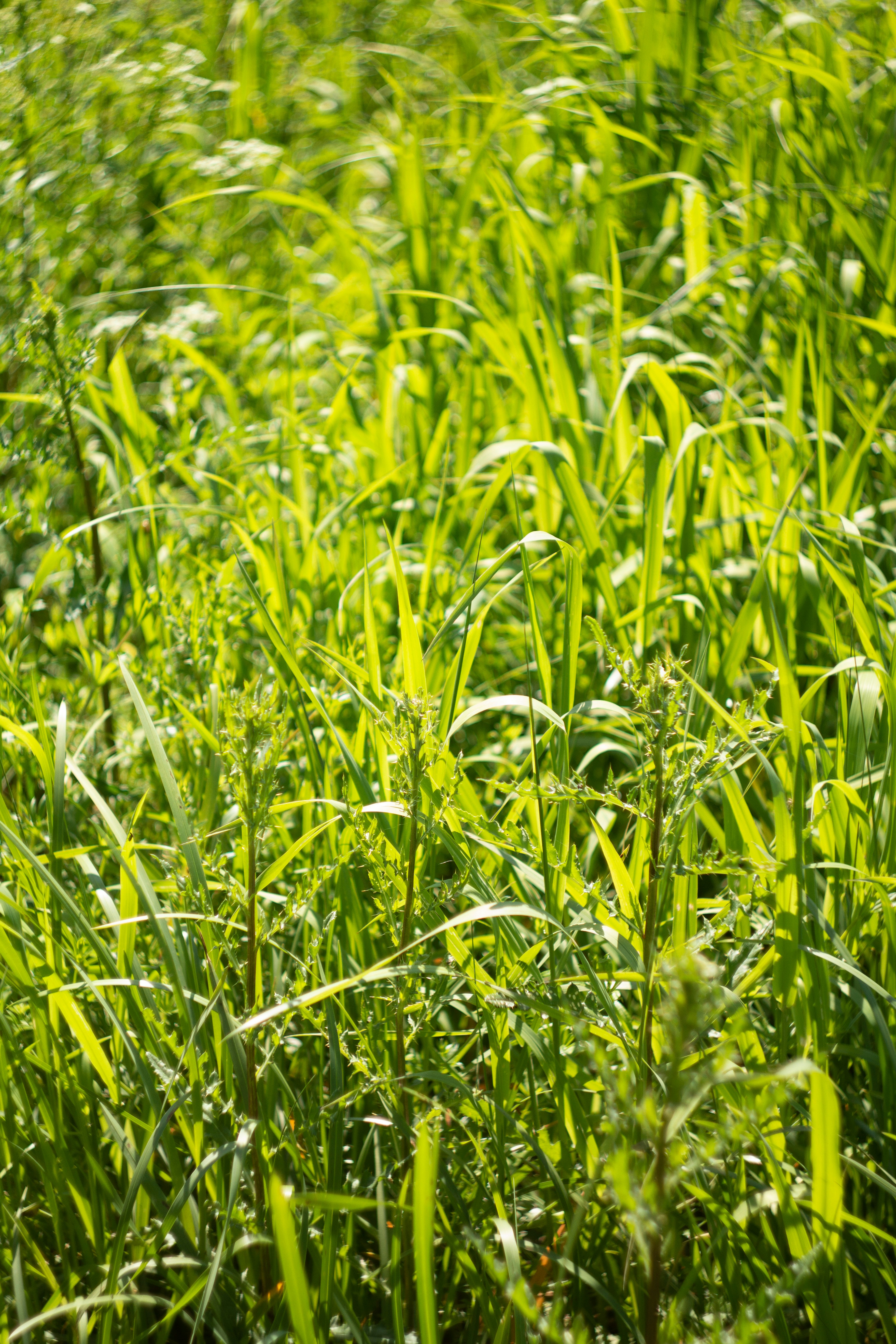 Sunlight-drenched blades of grass fill the frame, capturing a dense field of greenery in fresh, vivid detail. A natural, close-up landscape shot emphasizing texture and depth.