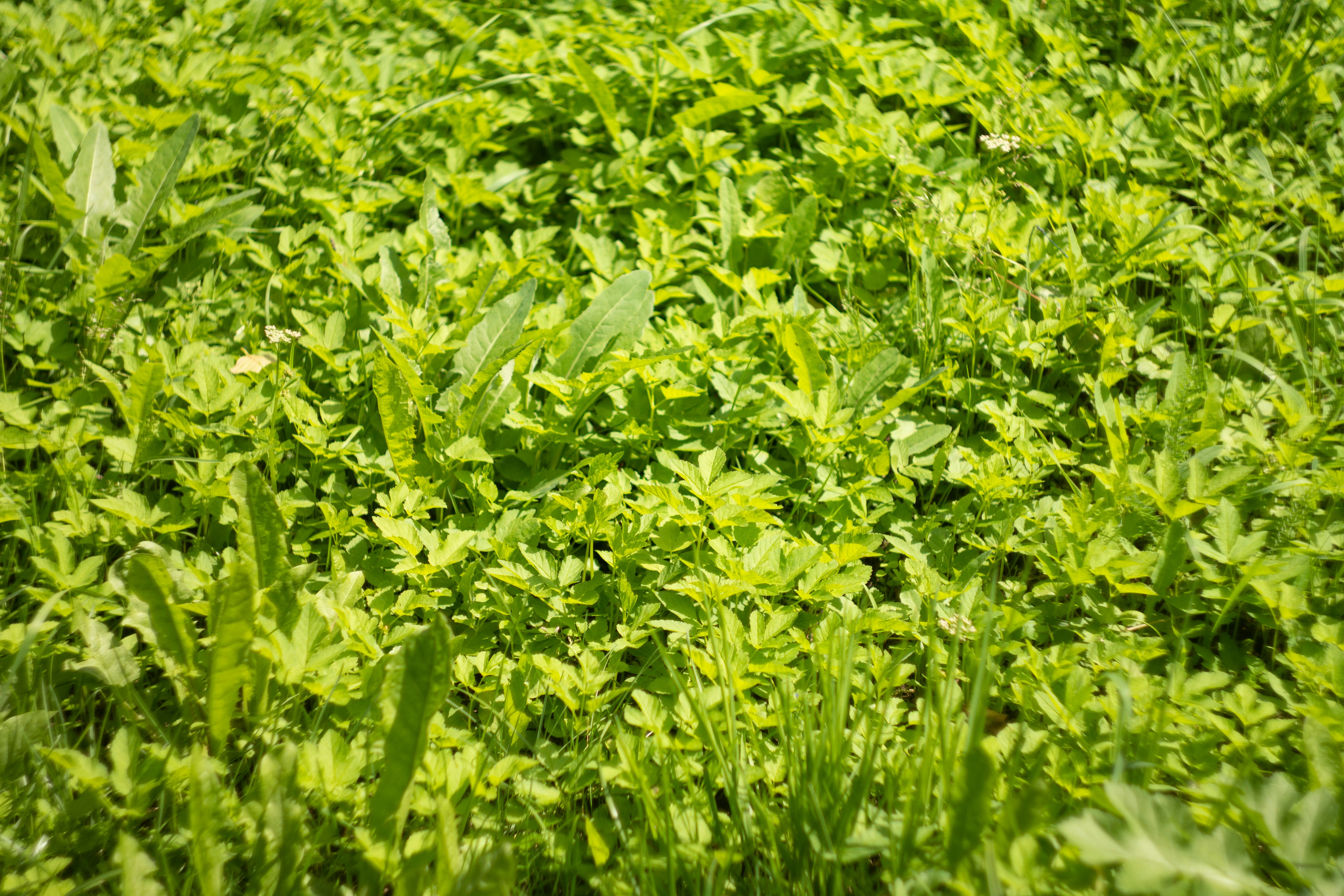 Bright green herbaceous leaves fill the frame, emphasizing dense ground-level growth and texture in a sunlit scene.