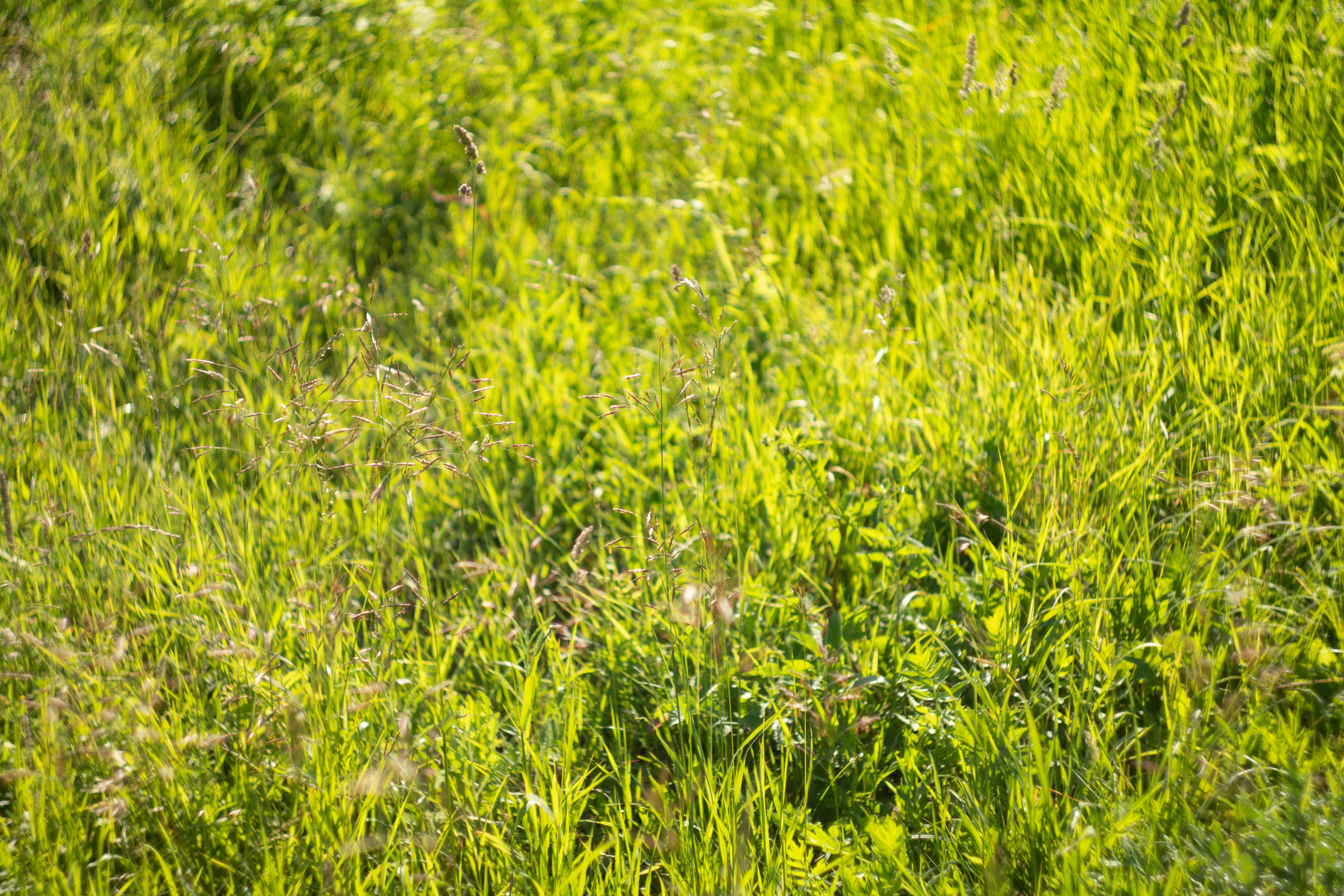 Bright meadow grasses bathed in warm sunlight, with varied textures and tiny seed heads visible. A calm, natural close-up of dense vegetation.