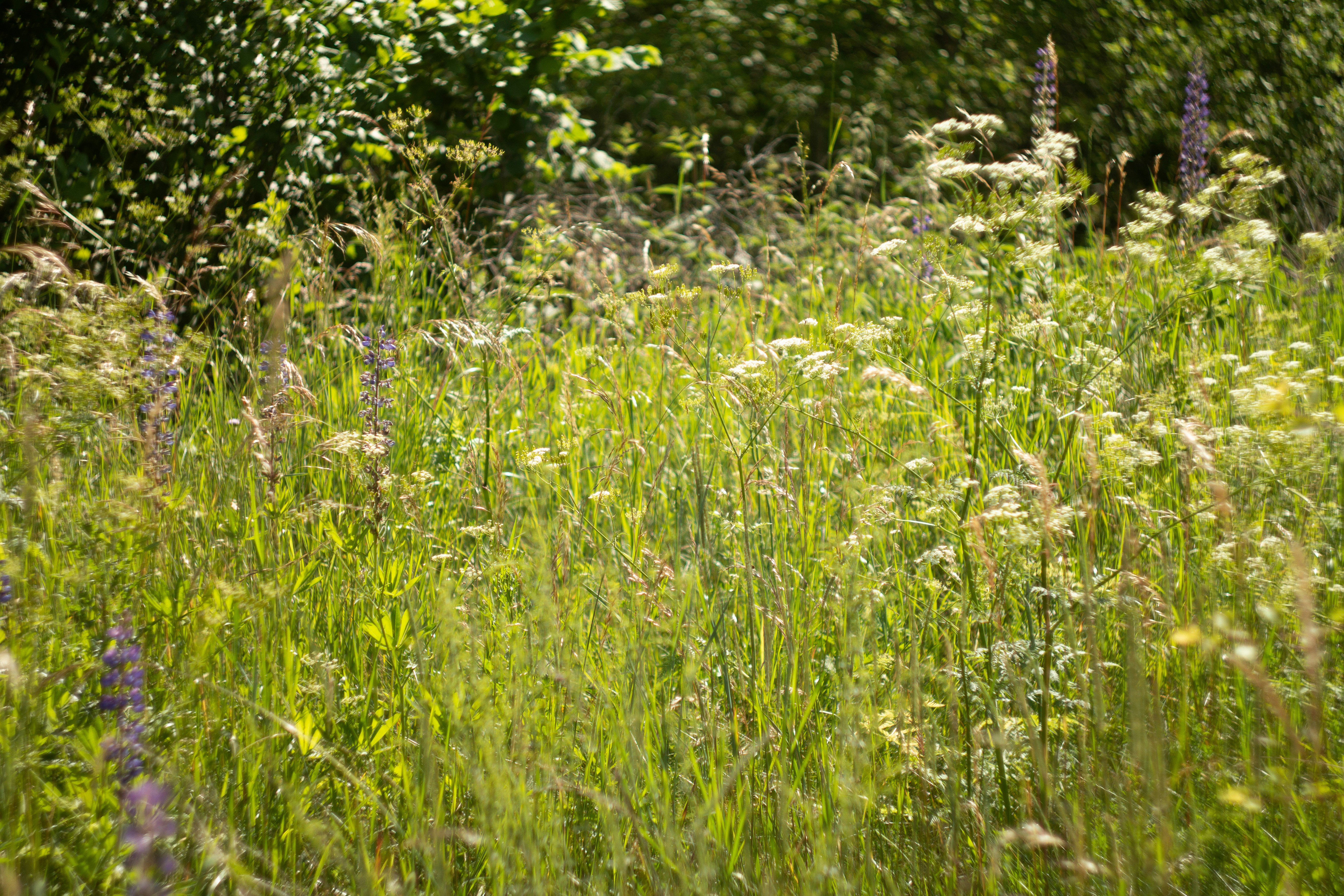 Sunlit Meadow Portrait in Wildflower Field