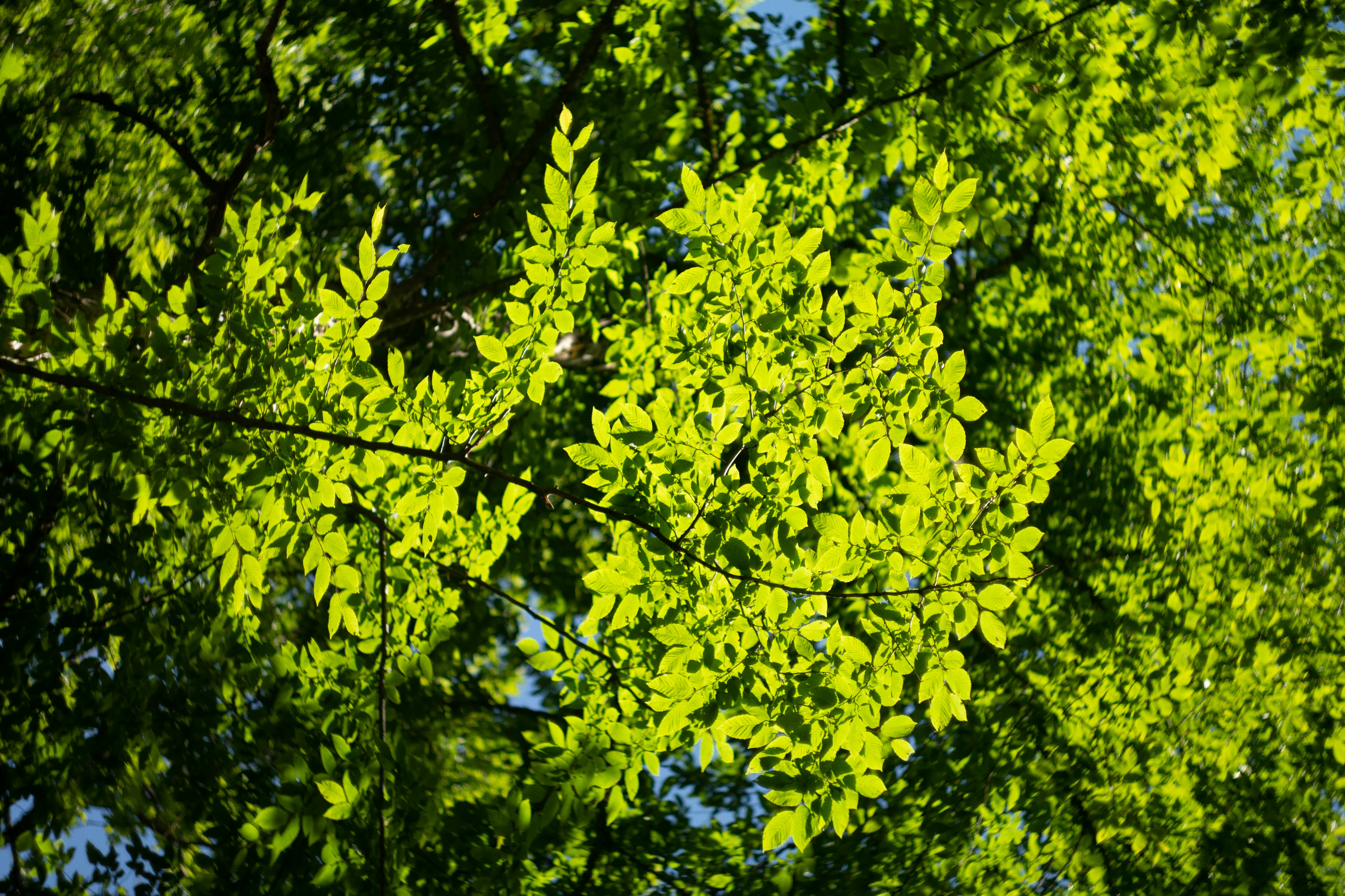 Sunlit Green Foliage: A Cascade of Spring Leafs