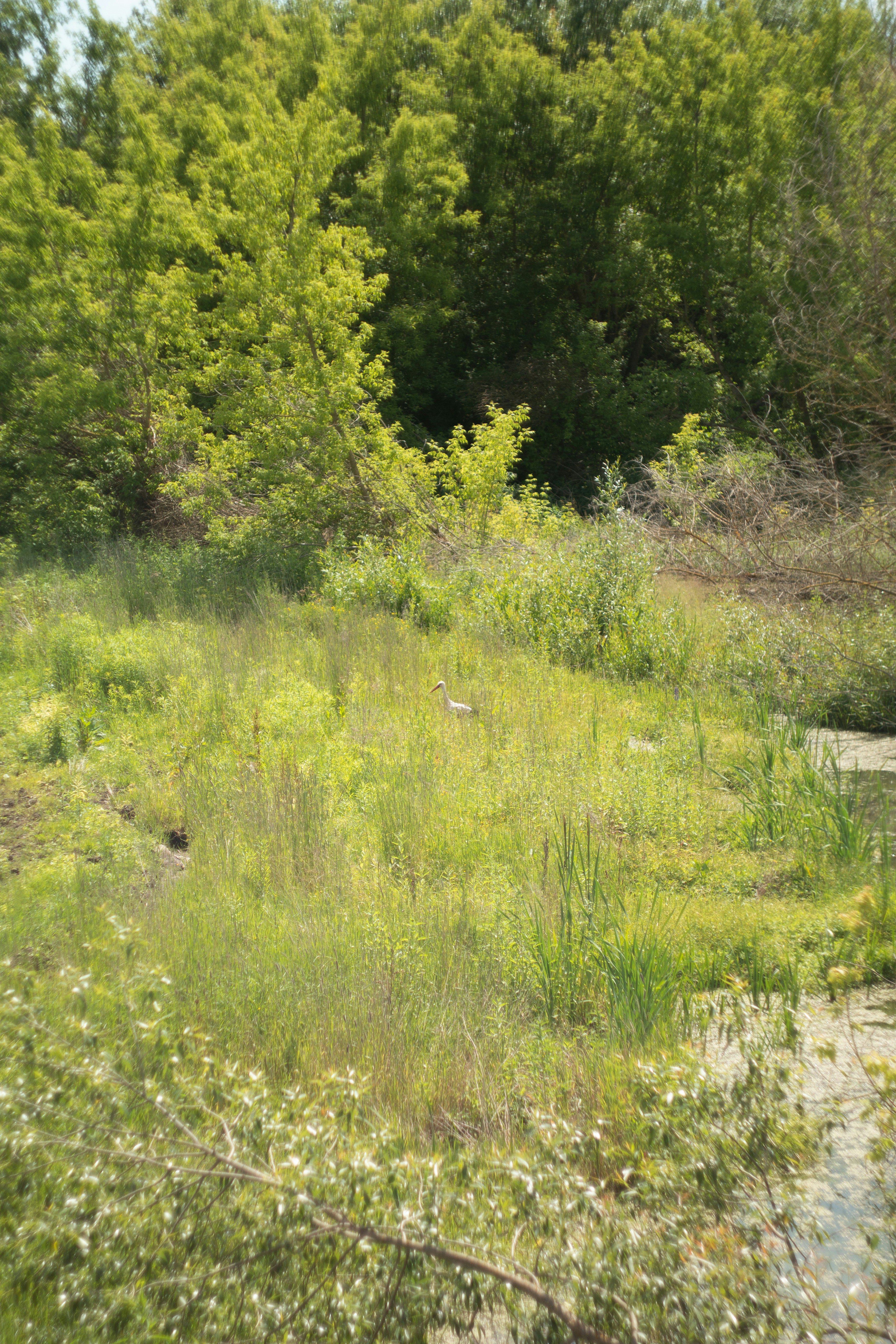 Hidden Heron Among Spring Grass