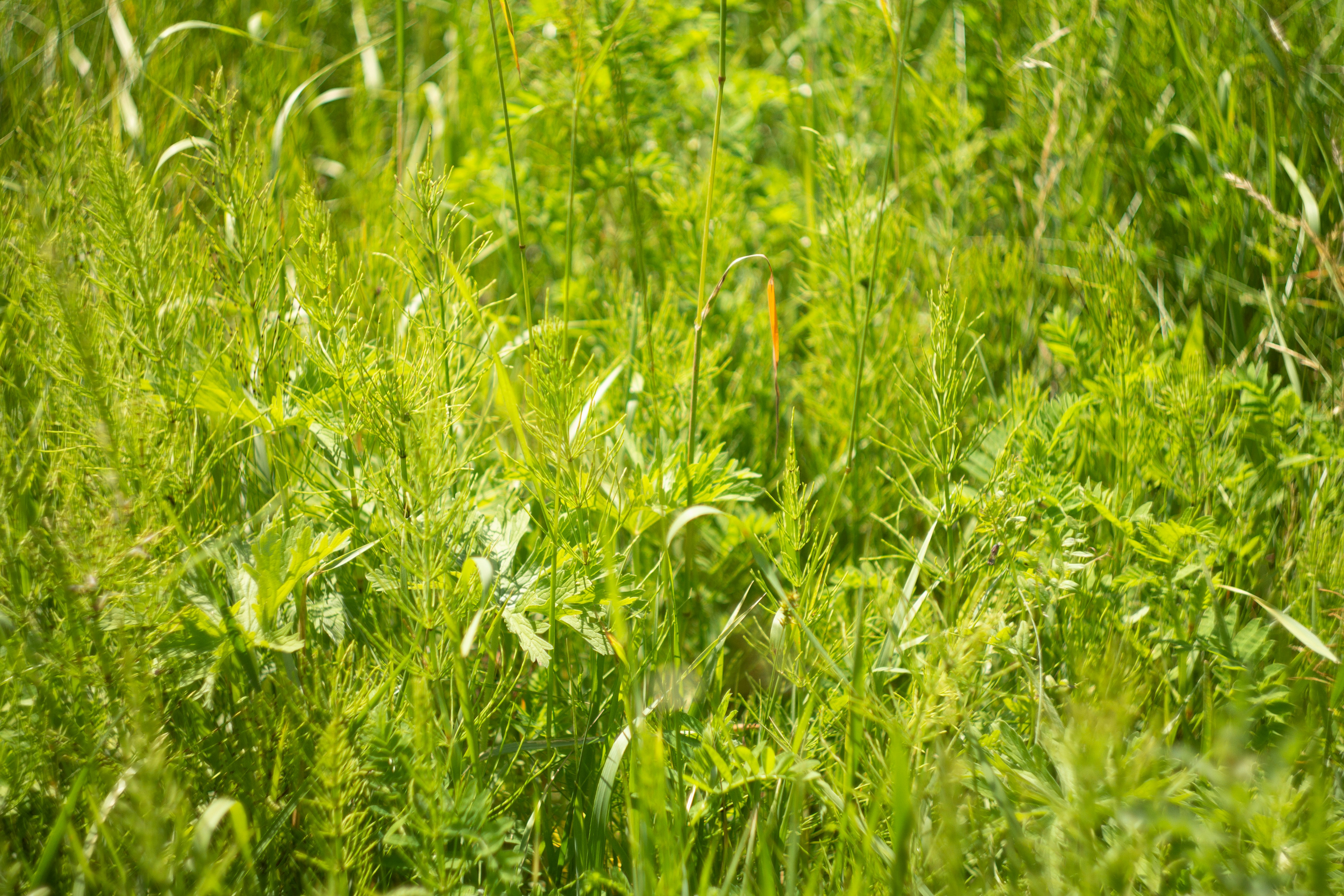 Verdant Oblivion: A Sunlit Patch of Grass