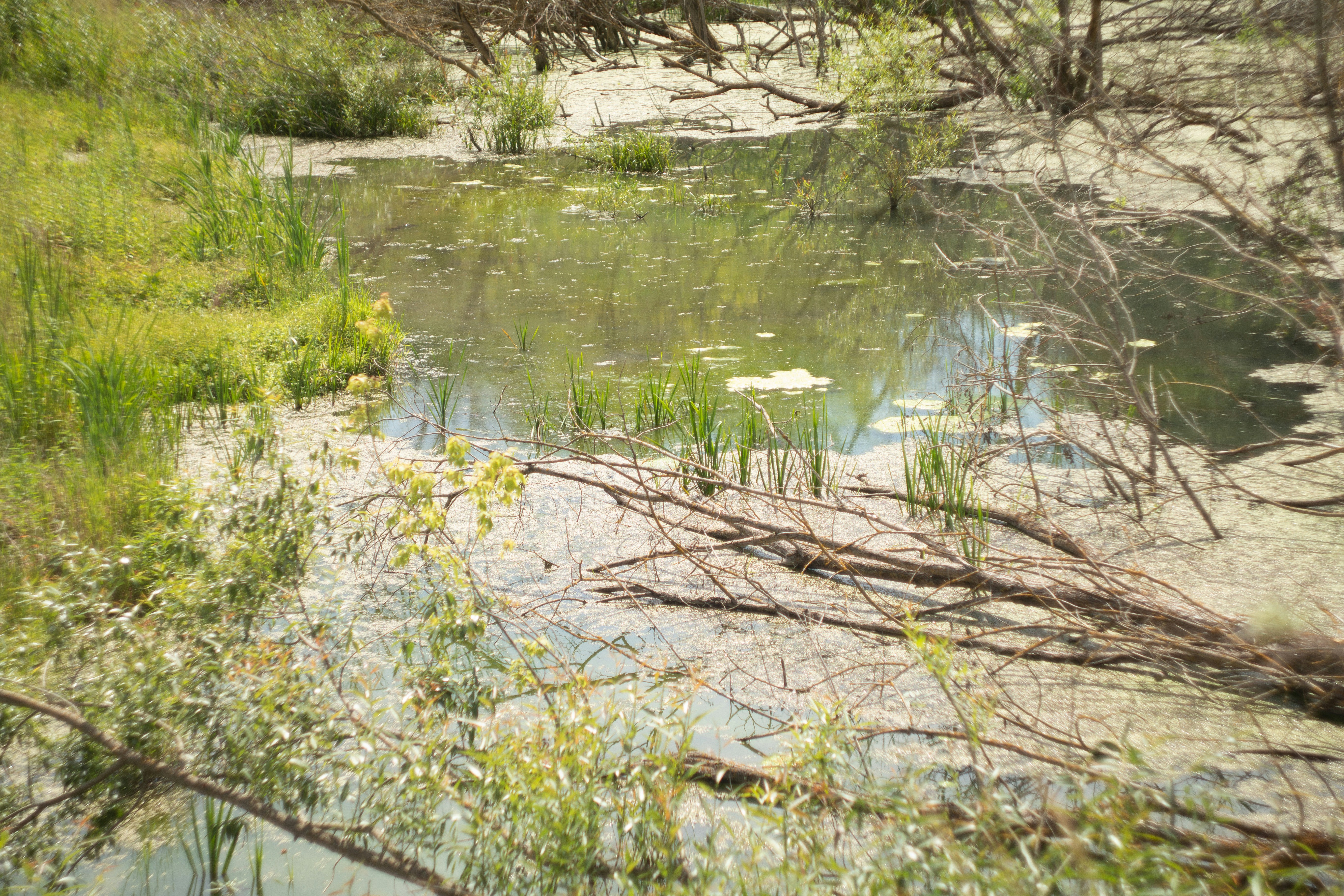 Quiet Echoes of a Marsh Edge