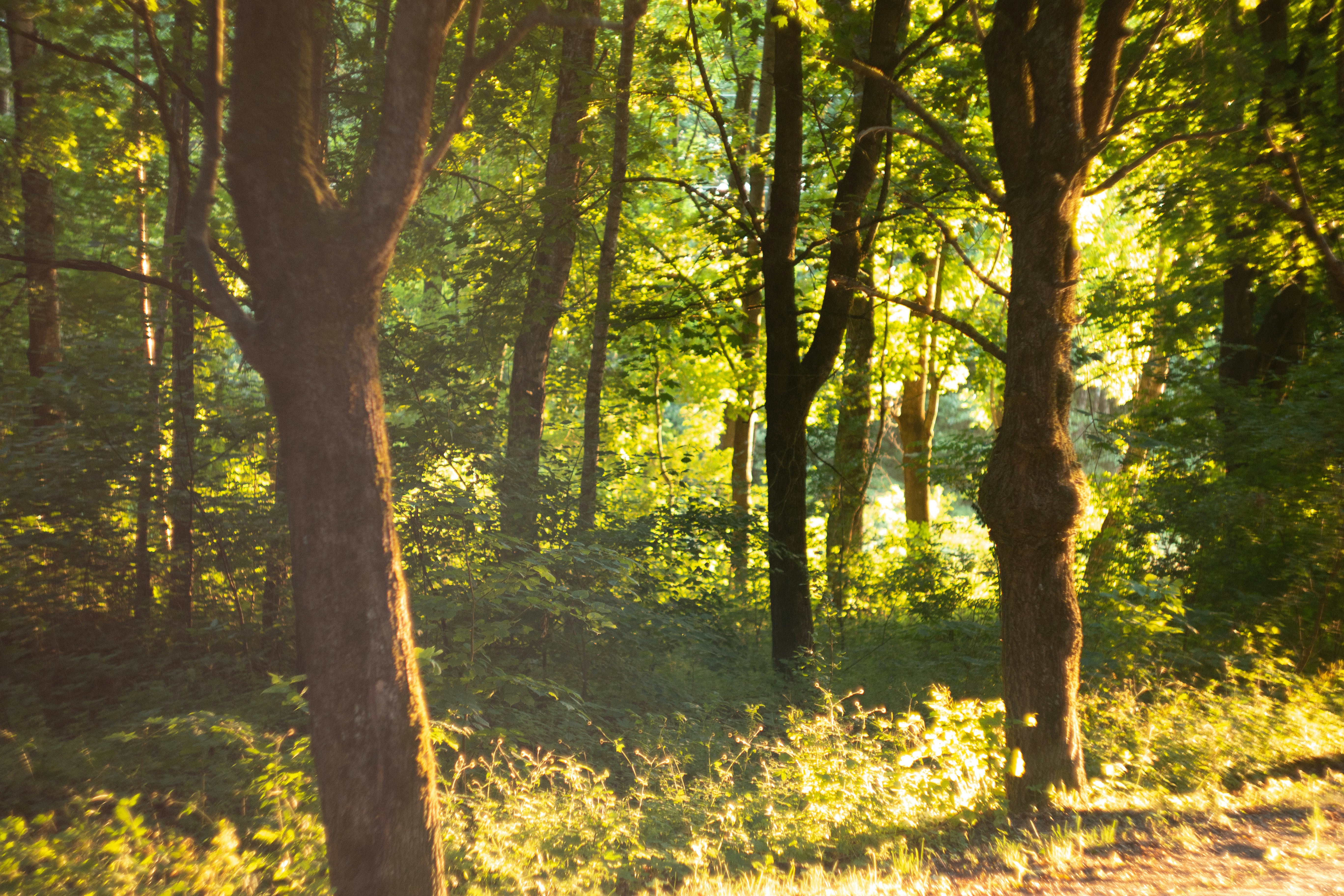 Sun-dappled Forest Pathway with Quiet Light
