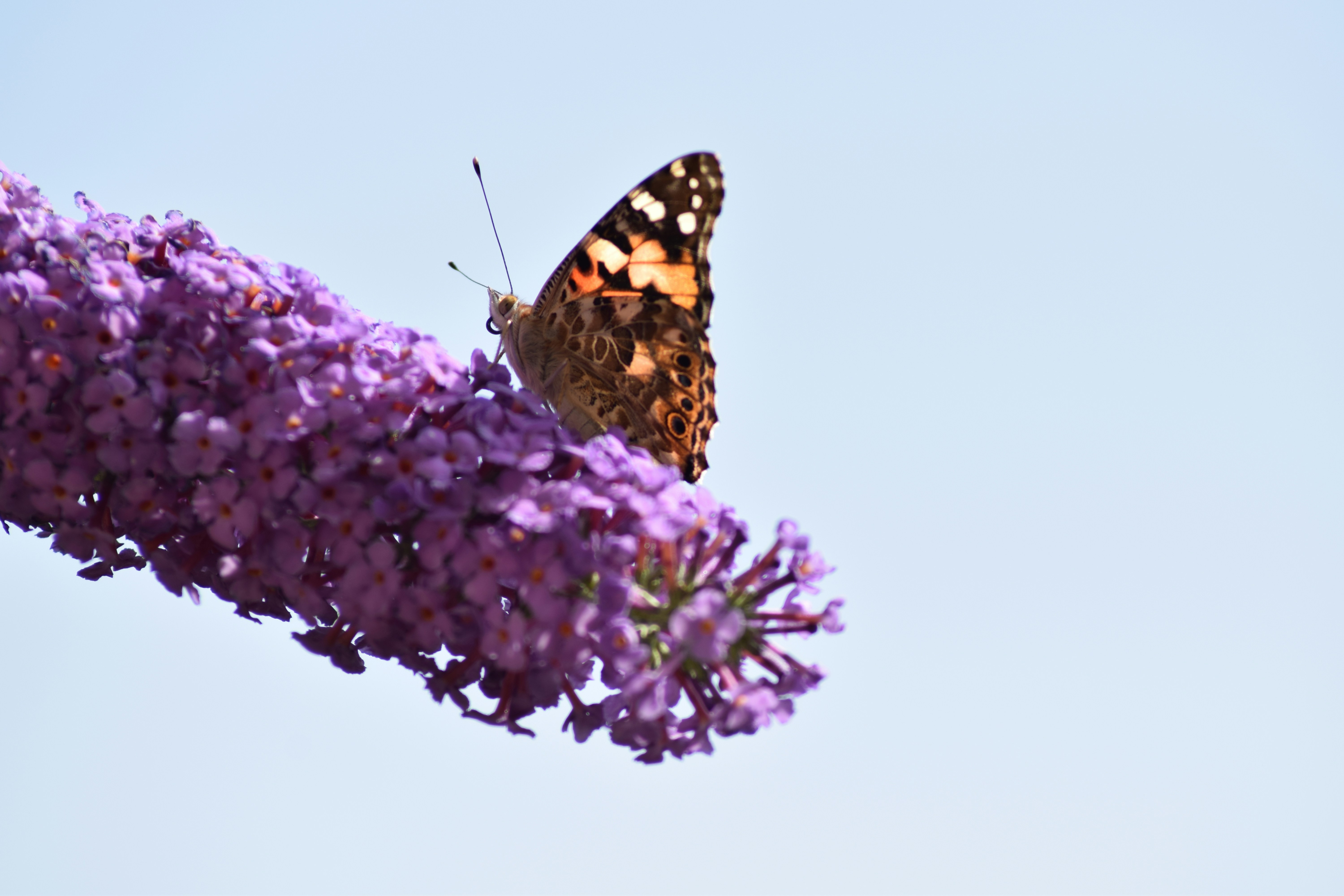 Silhouette of a Painted Lady on Lavender Bloom
