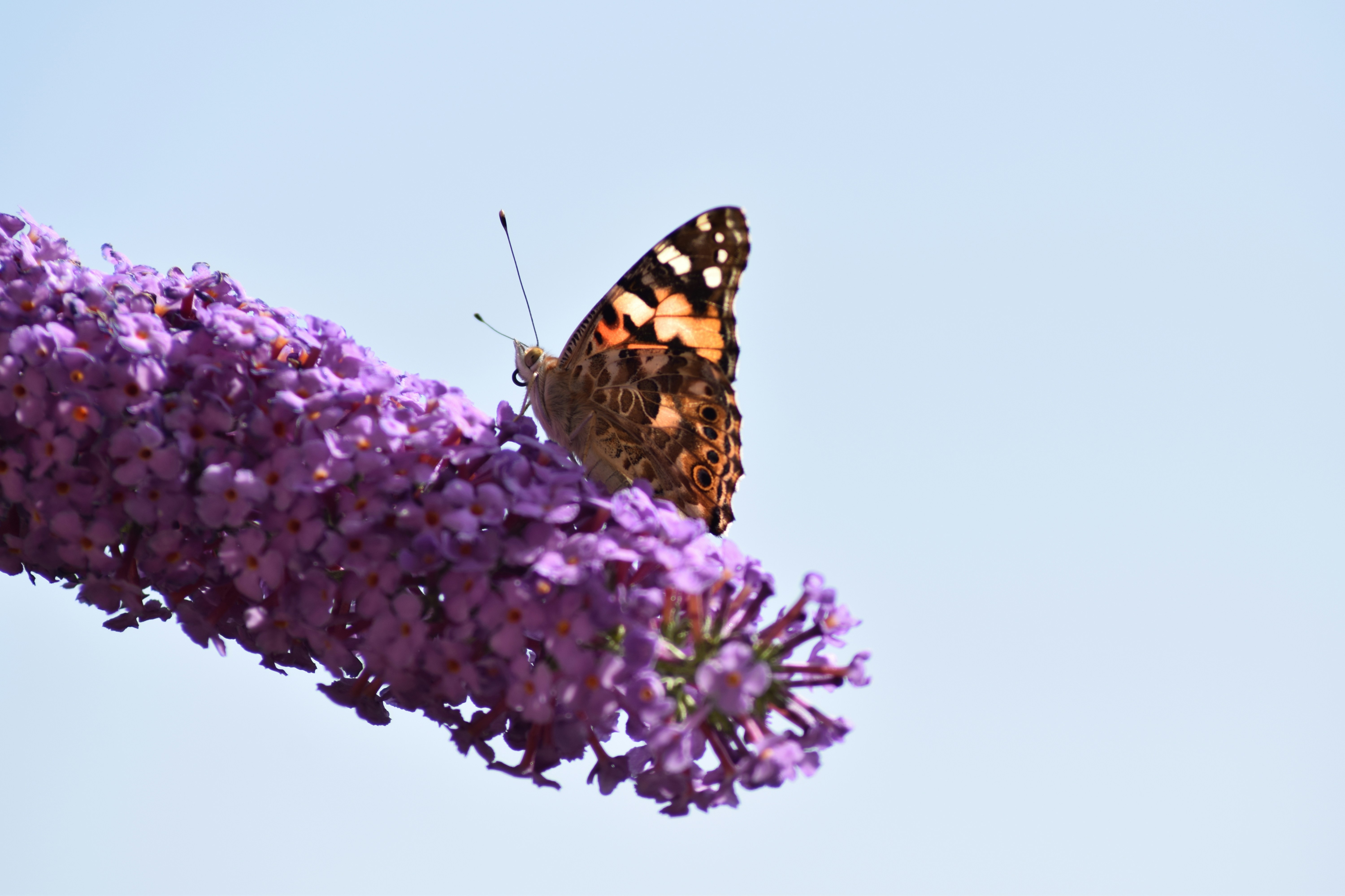 Azure Sky Butterfly on Lavender Spike
