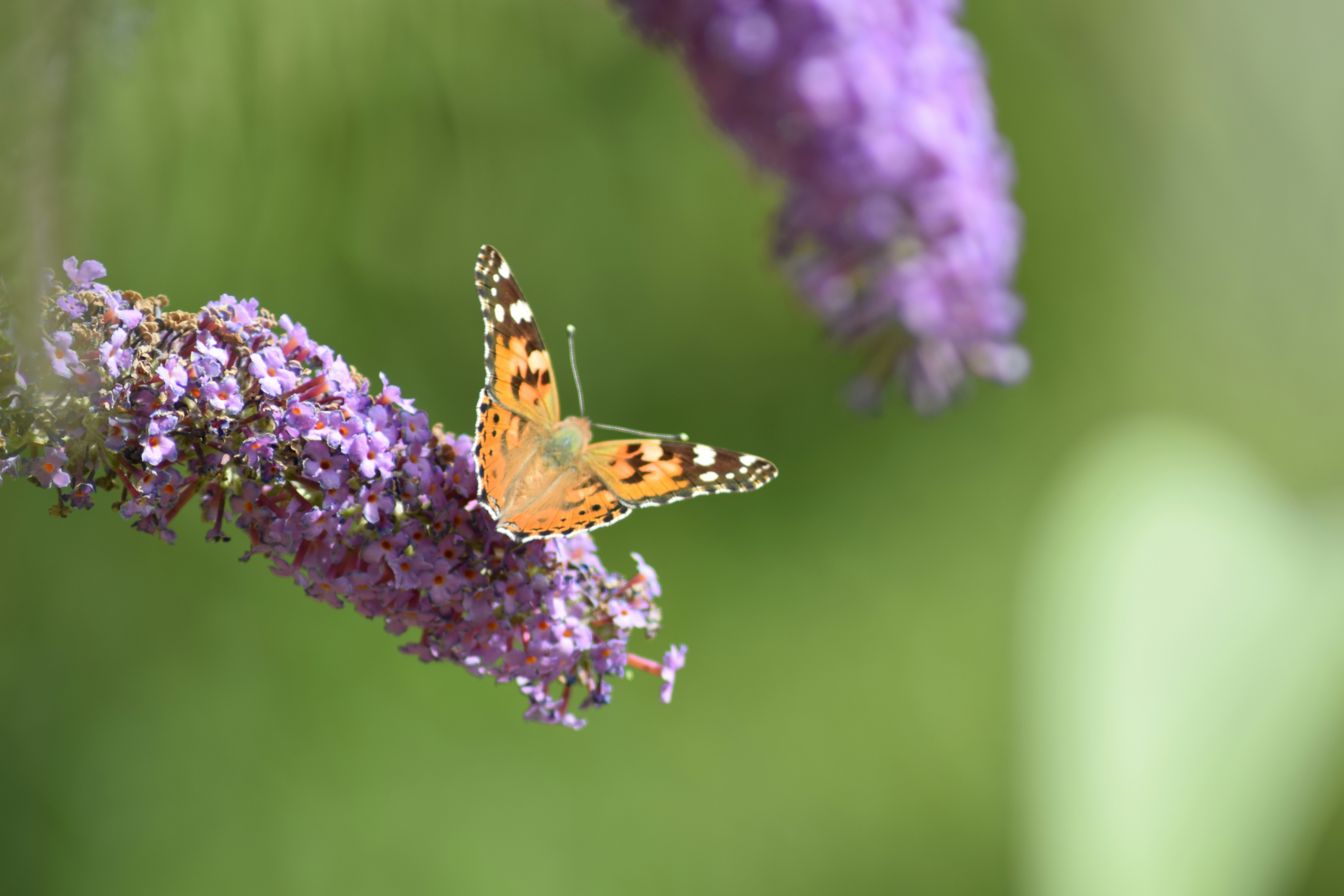 Orange butterfly on a lilac spike, in a sunlit garden