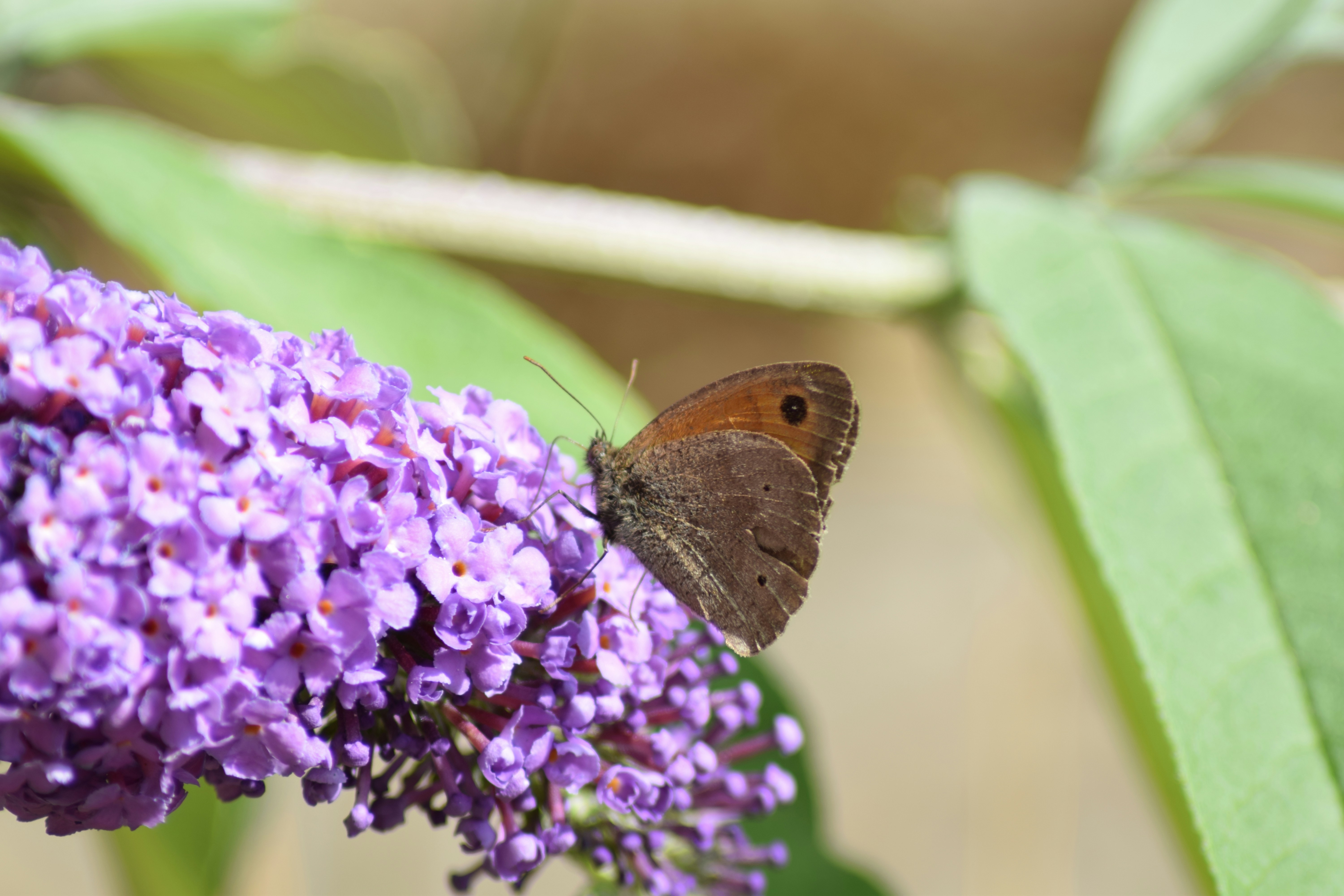 Pollinator at the Purple Spike: a Brown Butterfly on Lilac