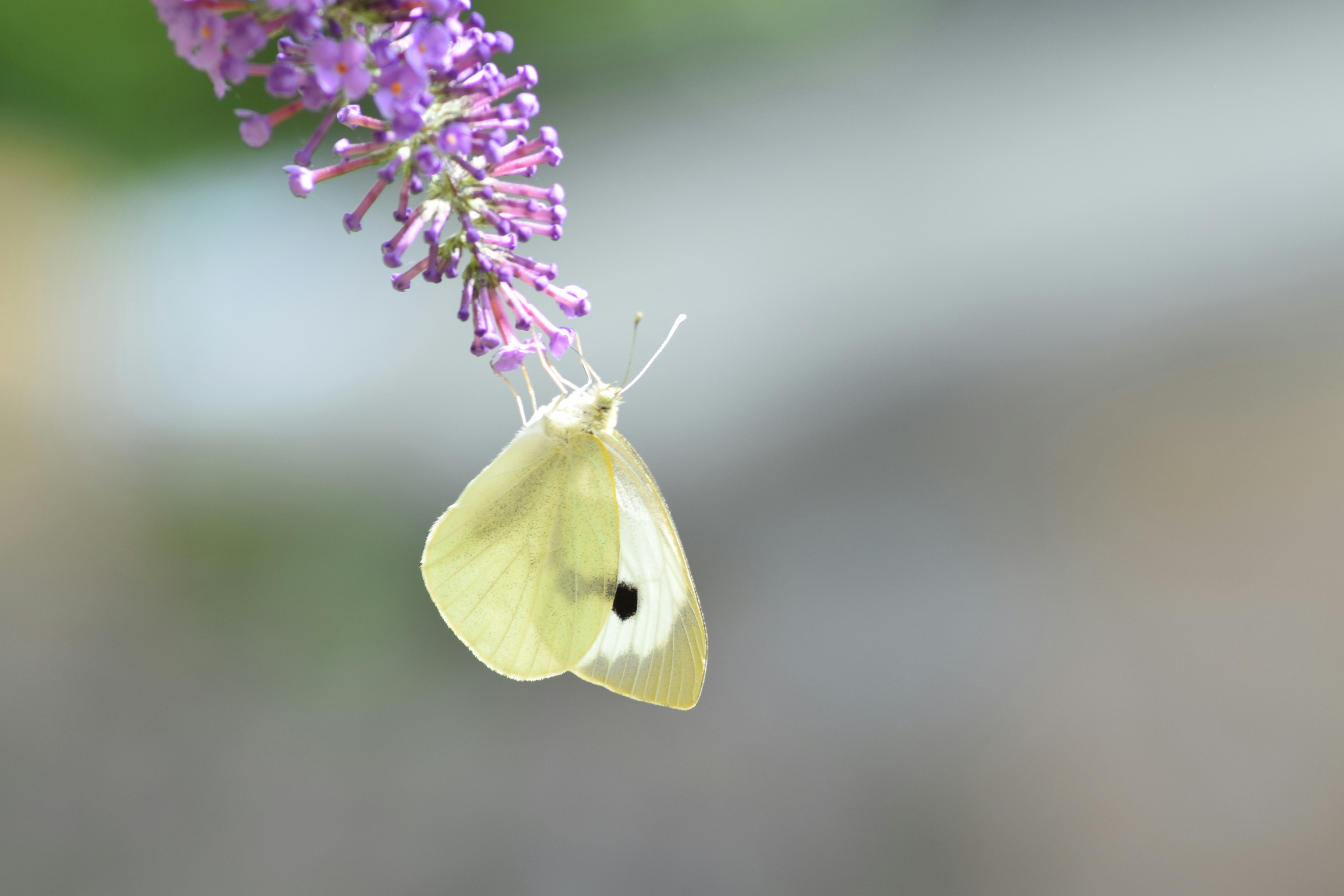 Soft-green butterfly on violet bloom: a calm macro moment
