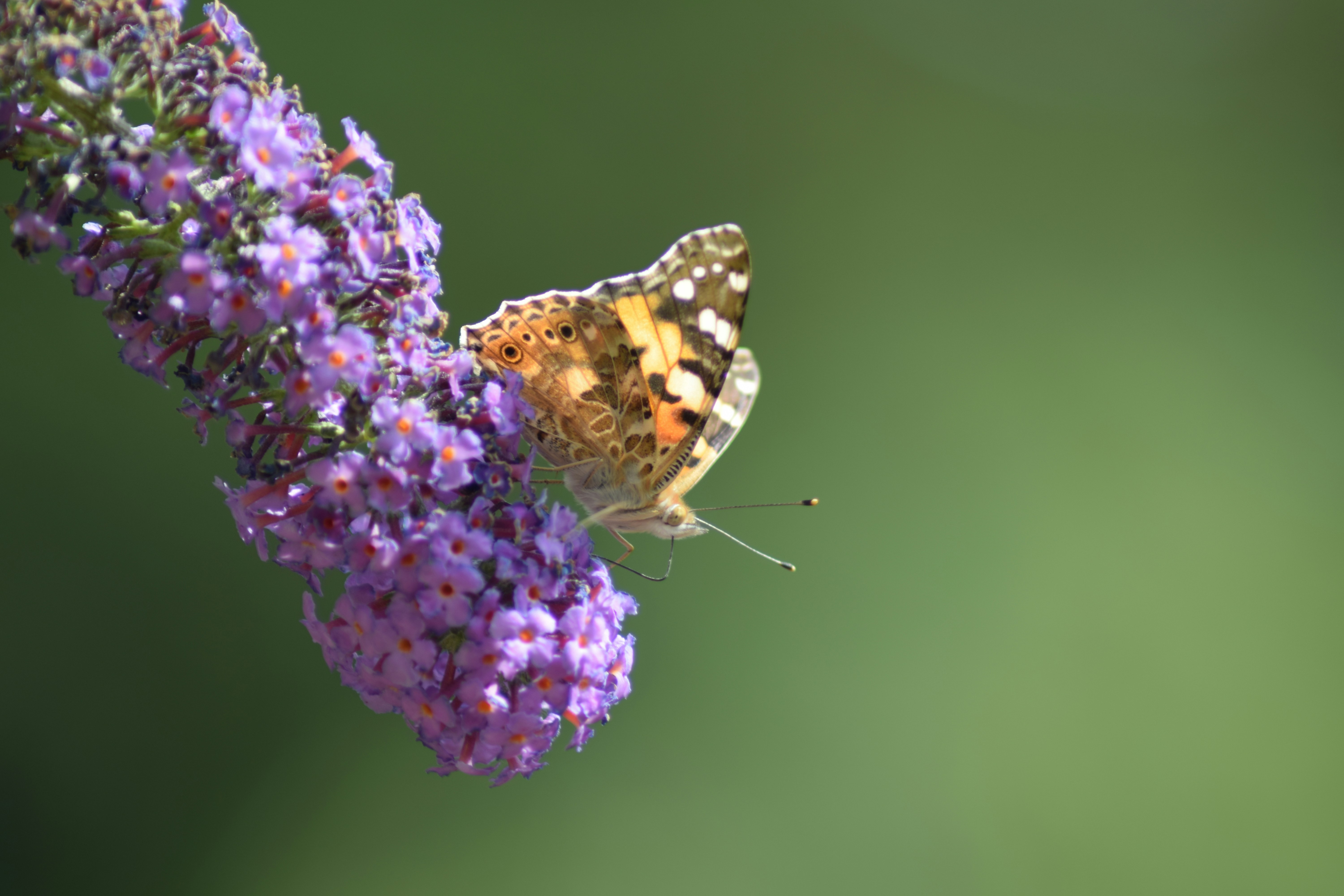 Amber butterfly on lavender plume: a moment of delicate balance