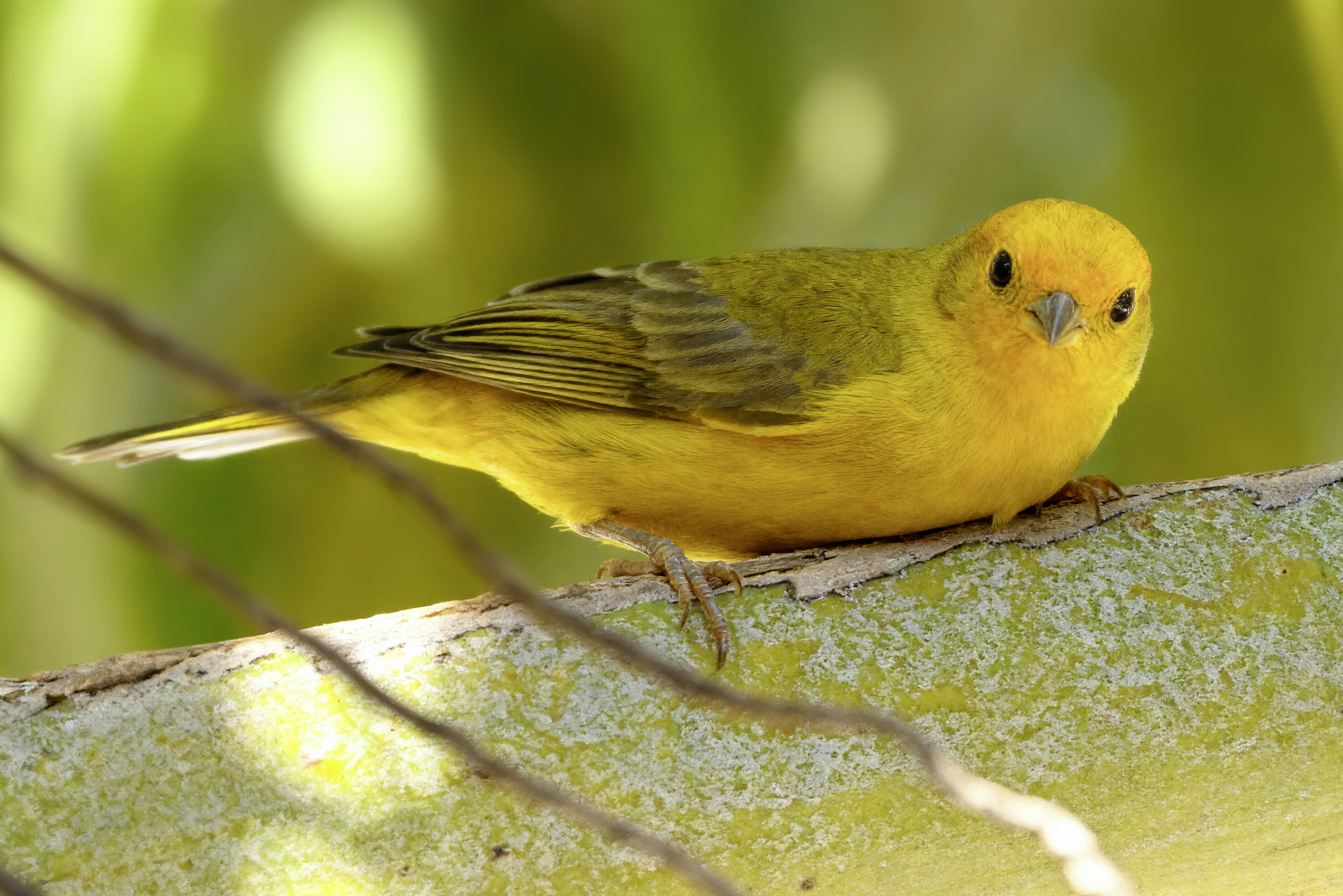 Sunlit Canary on a Mossy Branch