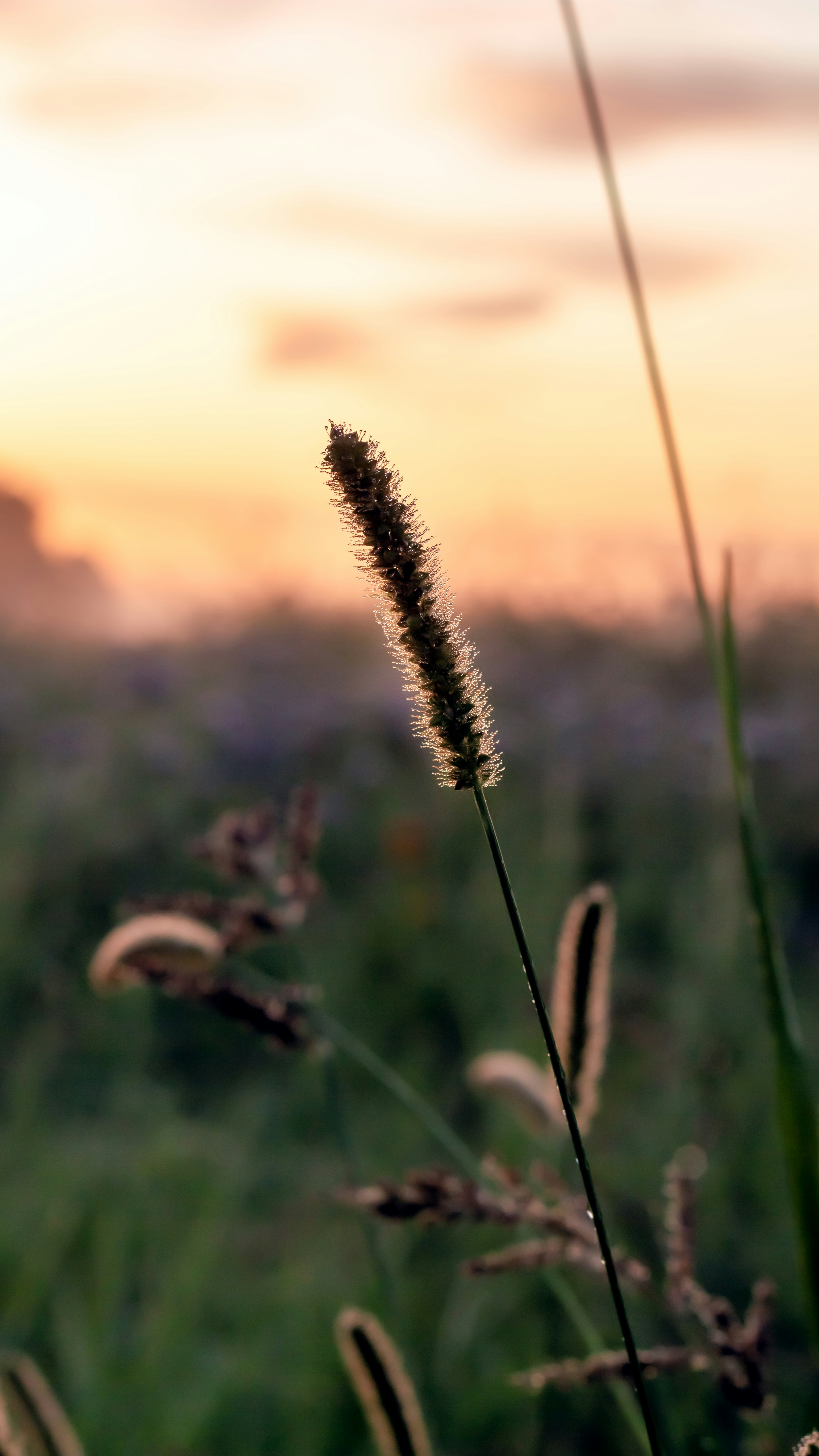 Backlit Foxtail at Sunset: A Quiet Field Portrait